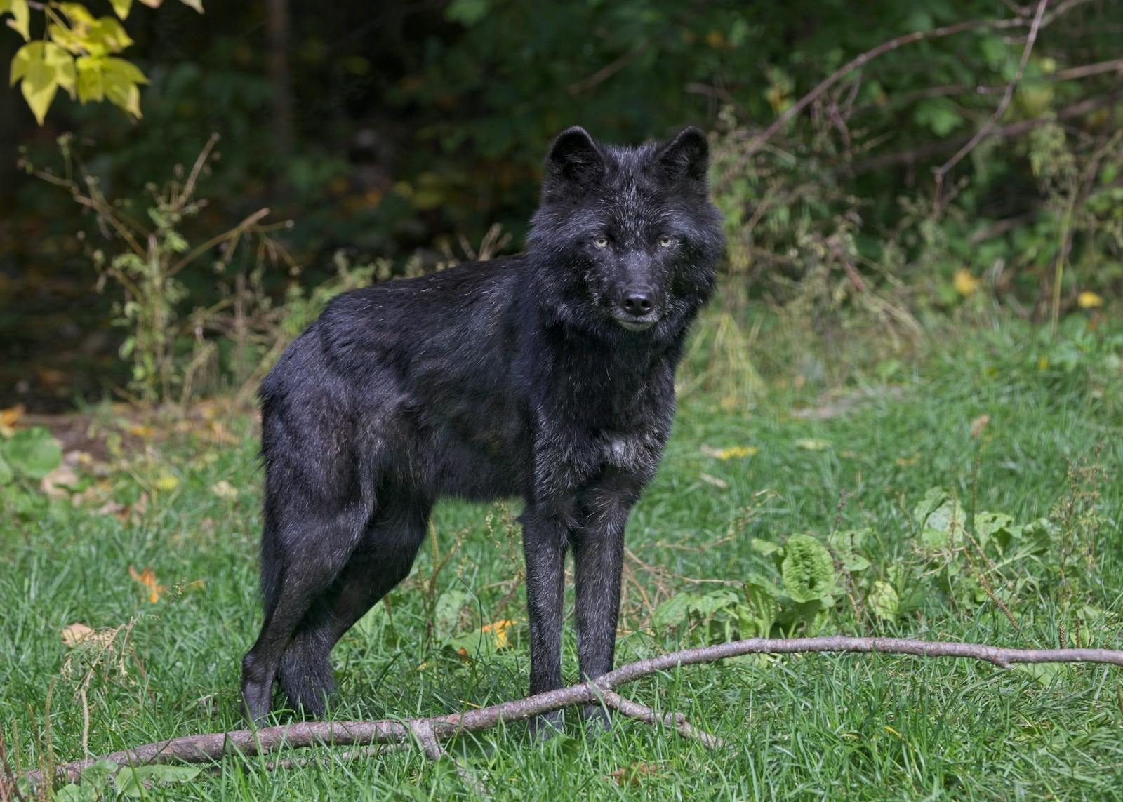 Black Wolf Photos, Download The BEST Free Black Wolf Stock Photos & HD ...