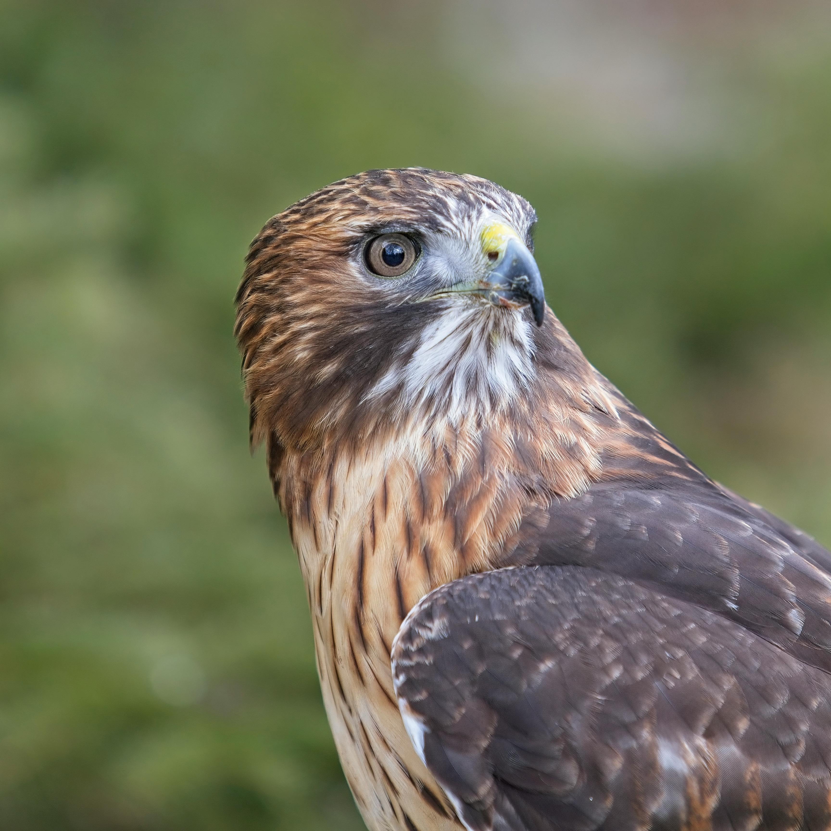 Hawking Strahlung Photos, Download The BEST Free Hawking Strahlung ...