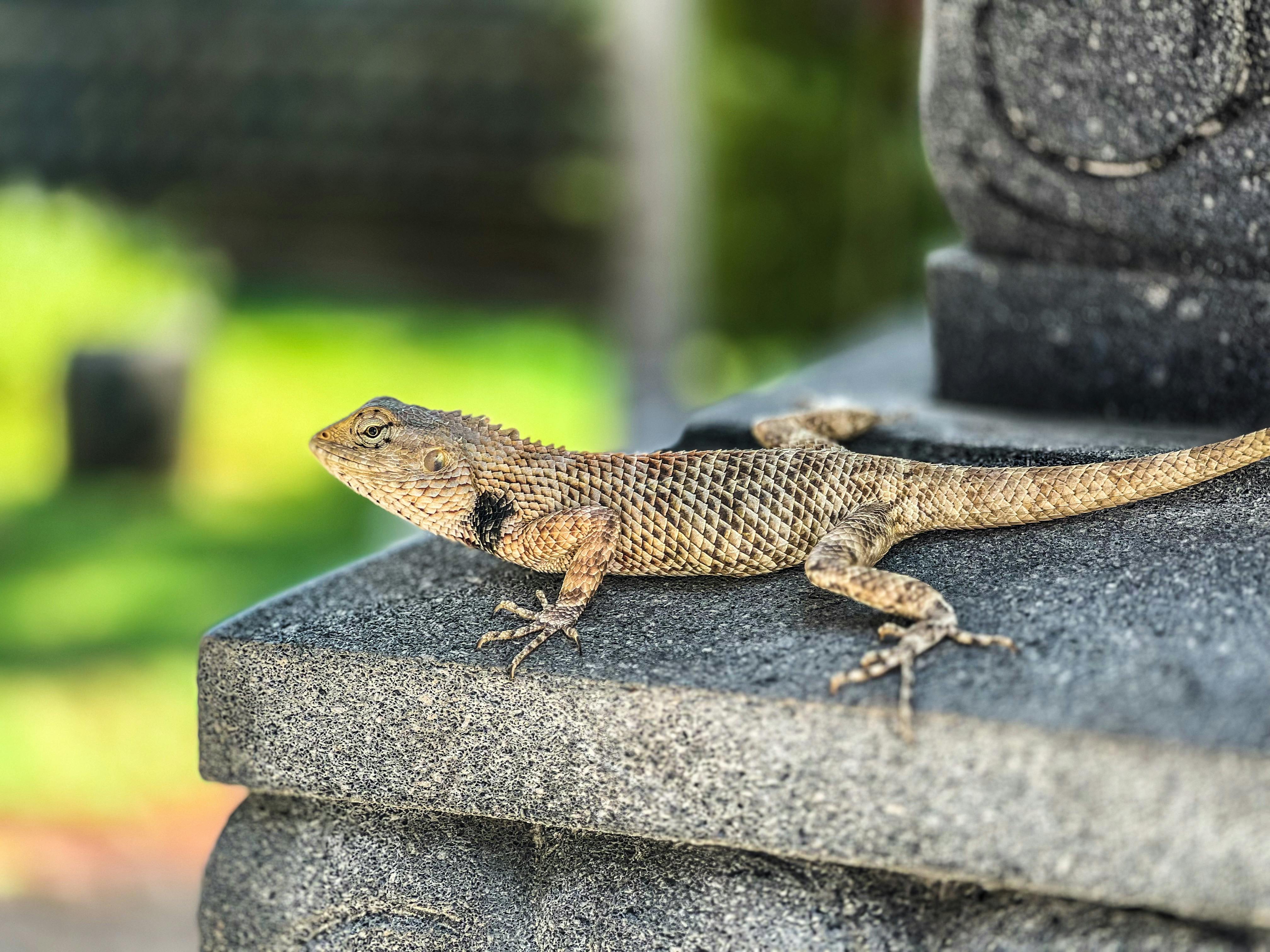 Lizard On Wall Photos, Download The BEST Free Lizard On Wall Stock ...