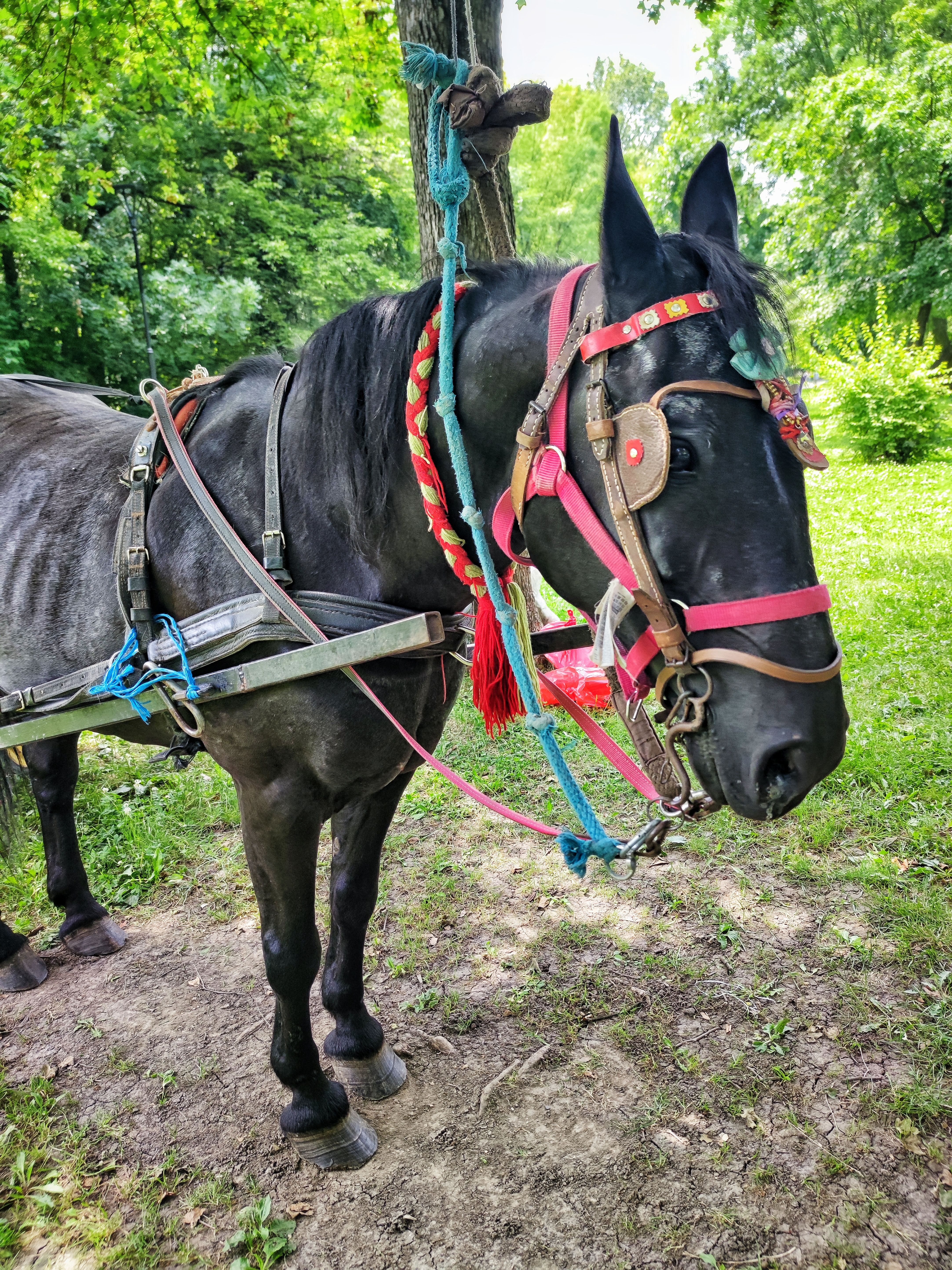 Horse Pulling Cart with Farmer · Free Stock Photo