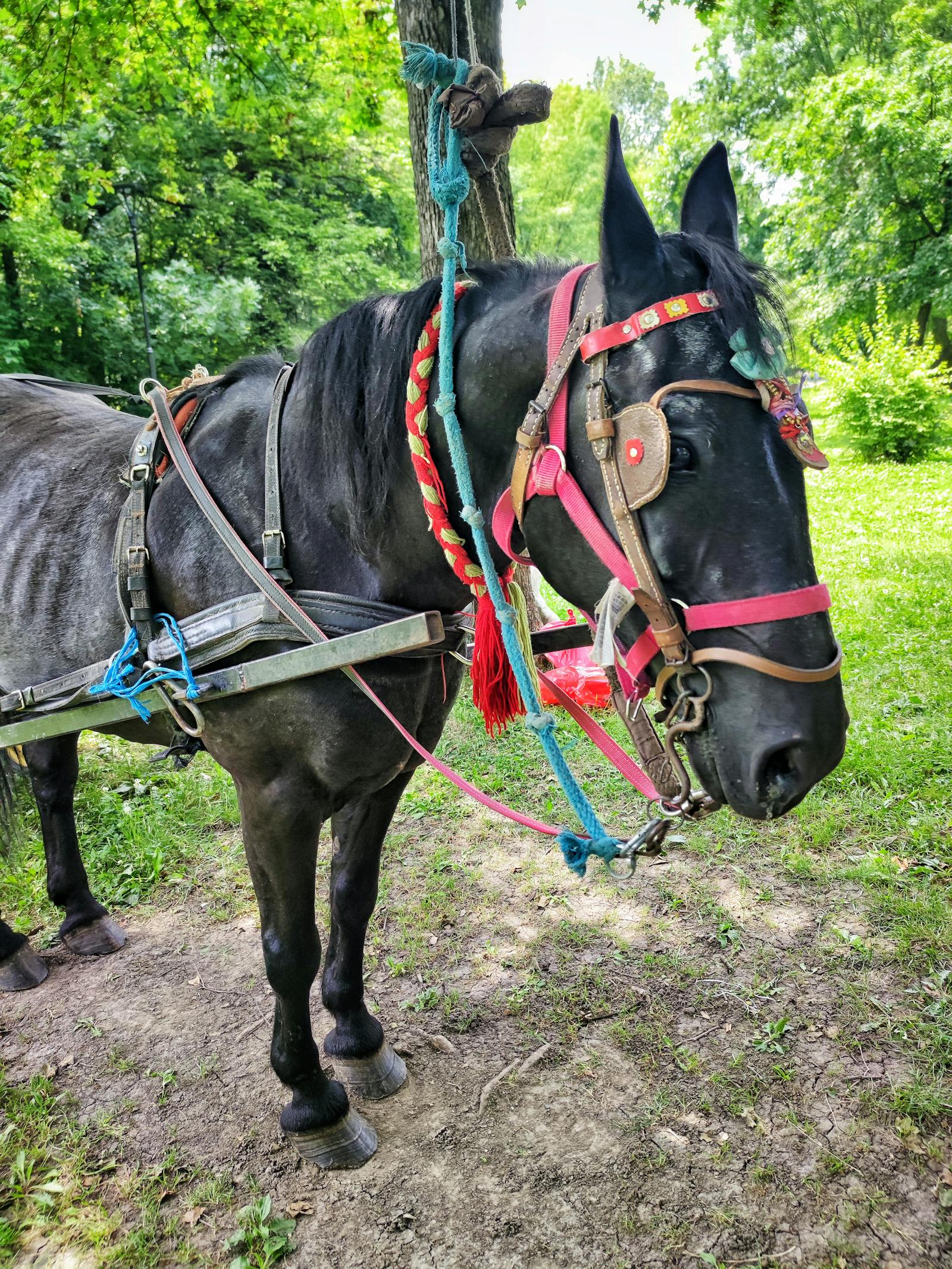 Horse Pulling Cart Photos, Download The BEST Free Horse Pulling Cart ...