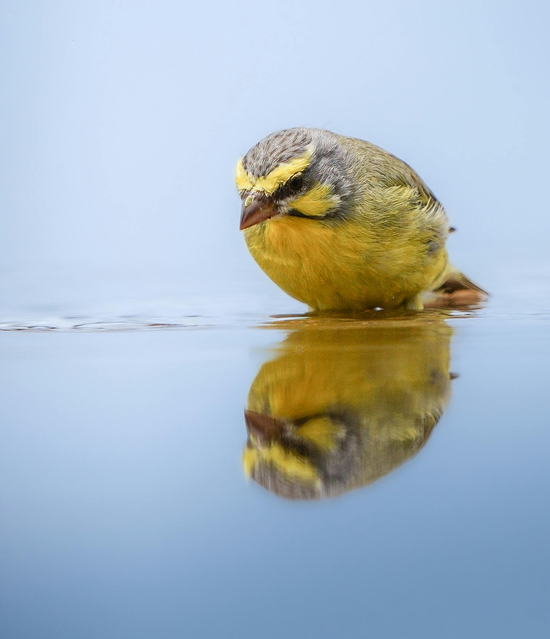 Bird Canaries Photos, Download The BEST Free Bird Canaries Stock Photos ...