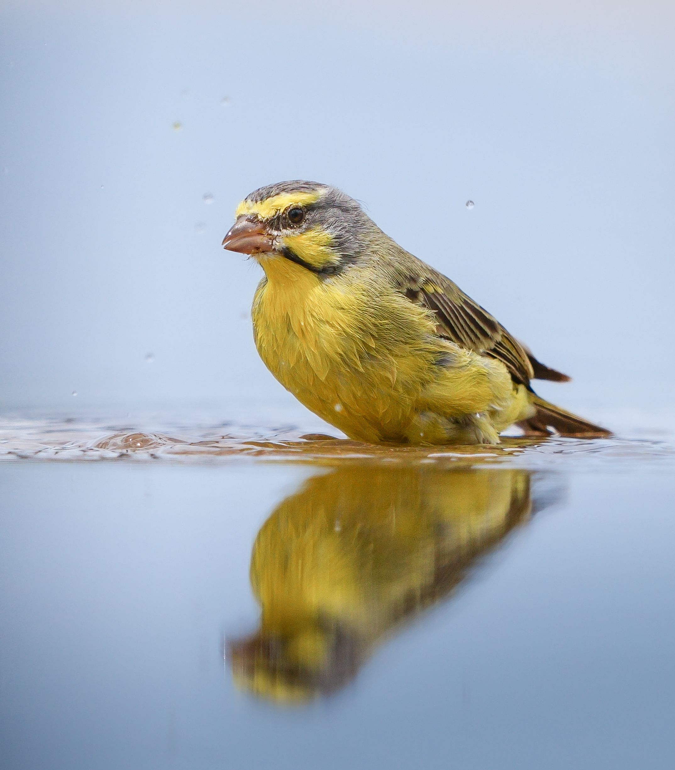 Yellow-Fronted Canary on Water · Free Stock Photo