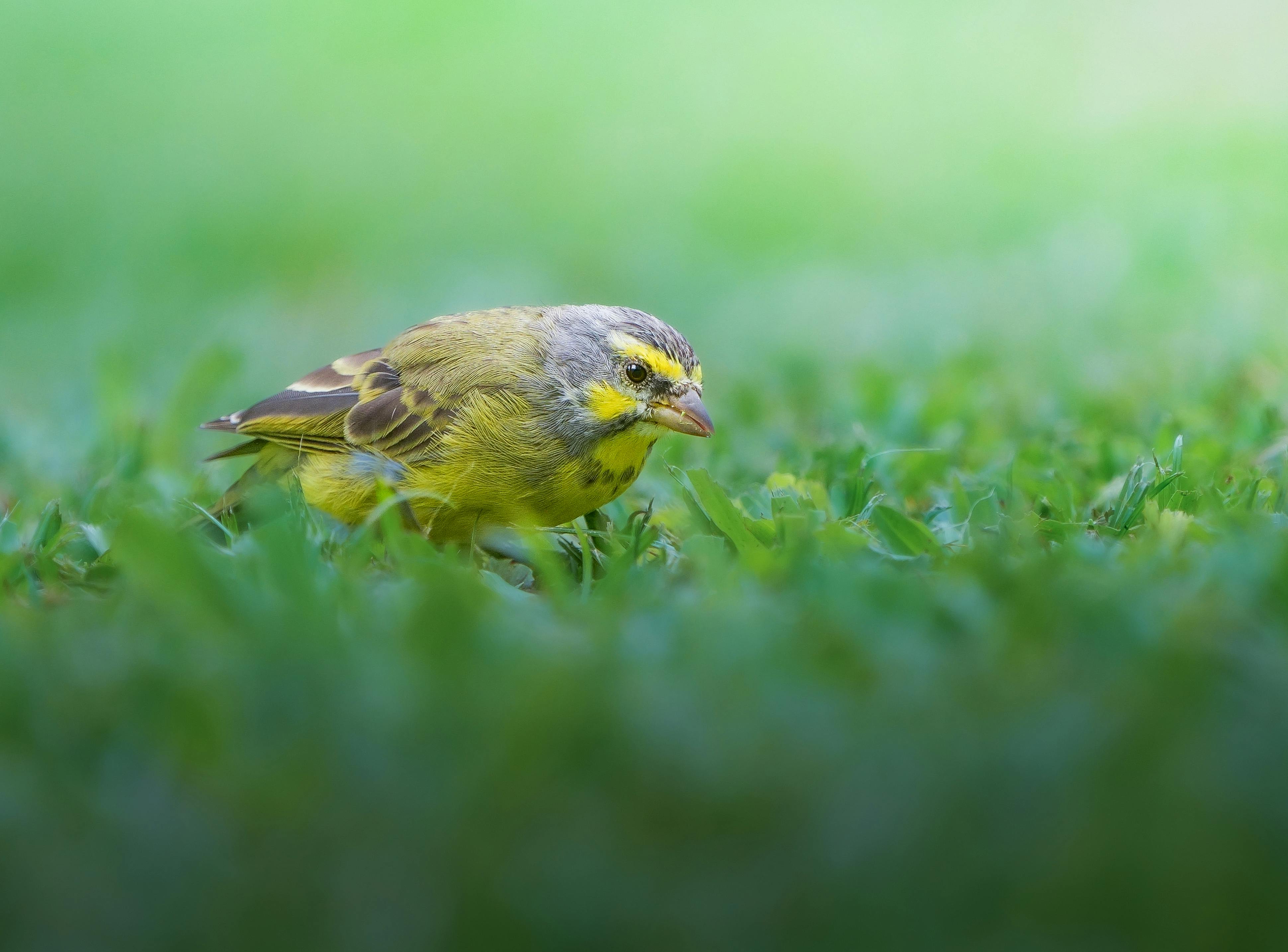 Canary Bird Photos, Download The BEST Free Canary Bird Stock Photos ...
