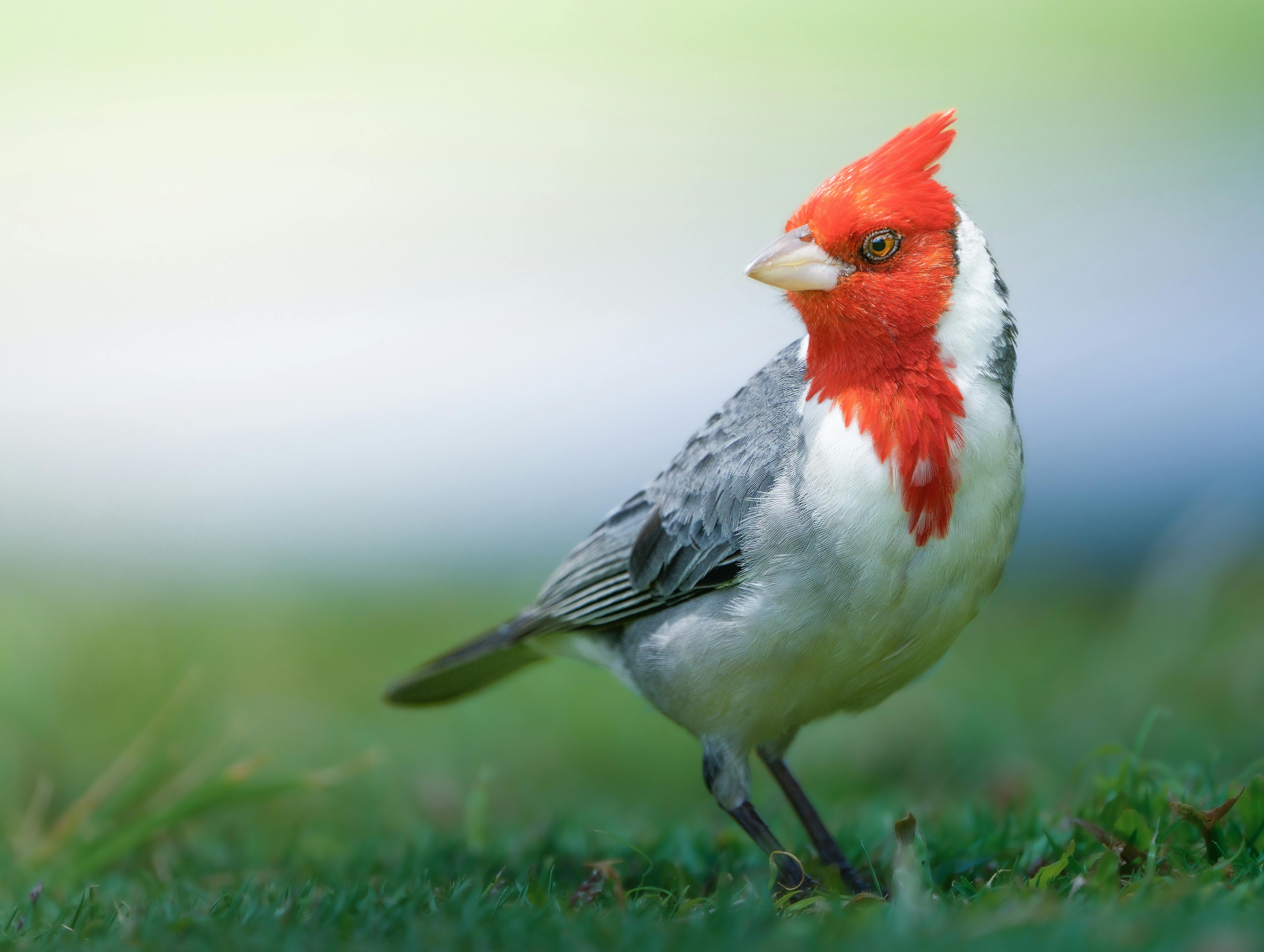 Close up of Red-crested Cardinal · Free Stock Photo