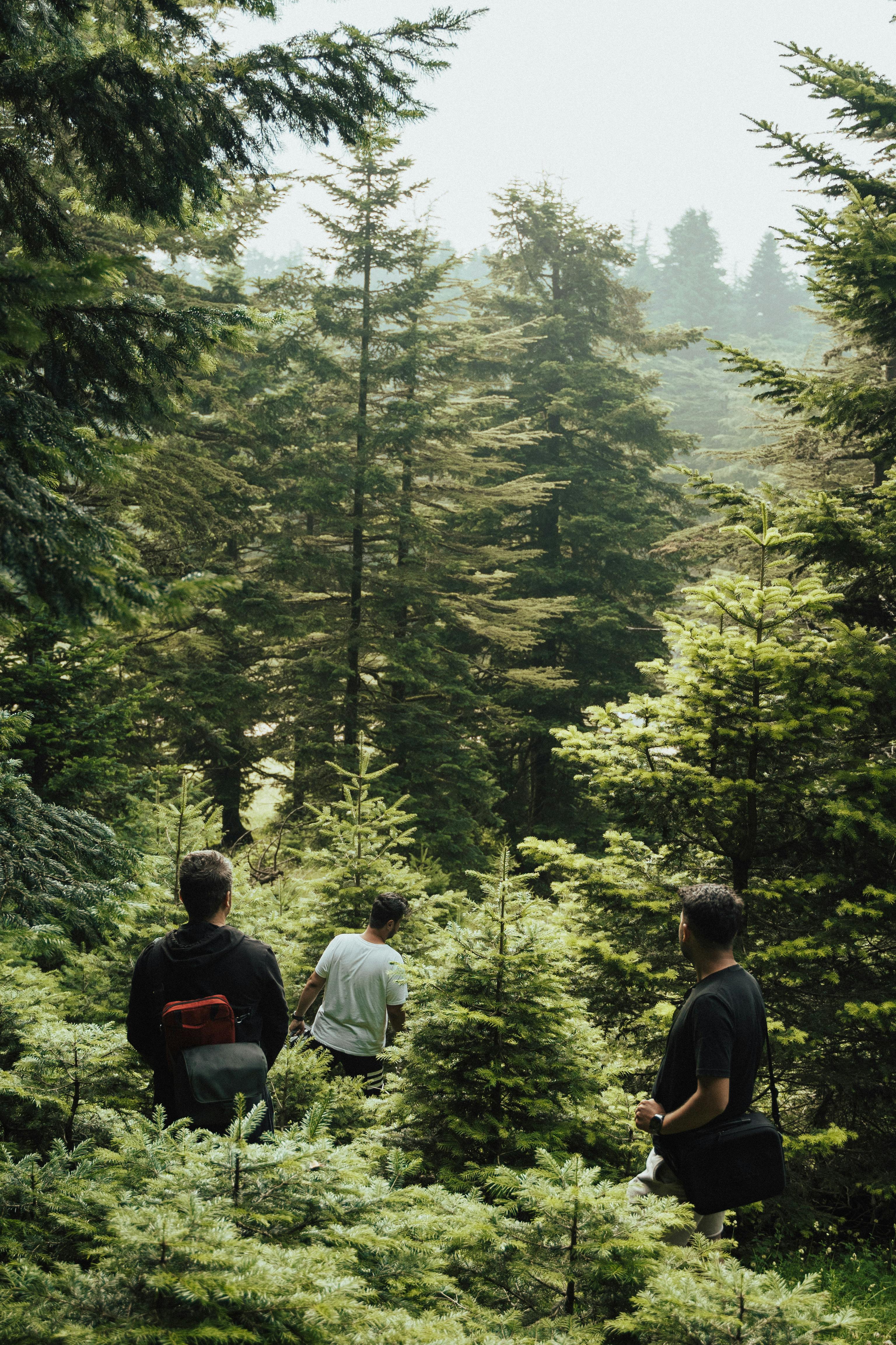 People in a Forest · Free Stock Photo