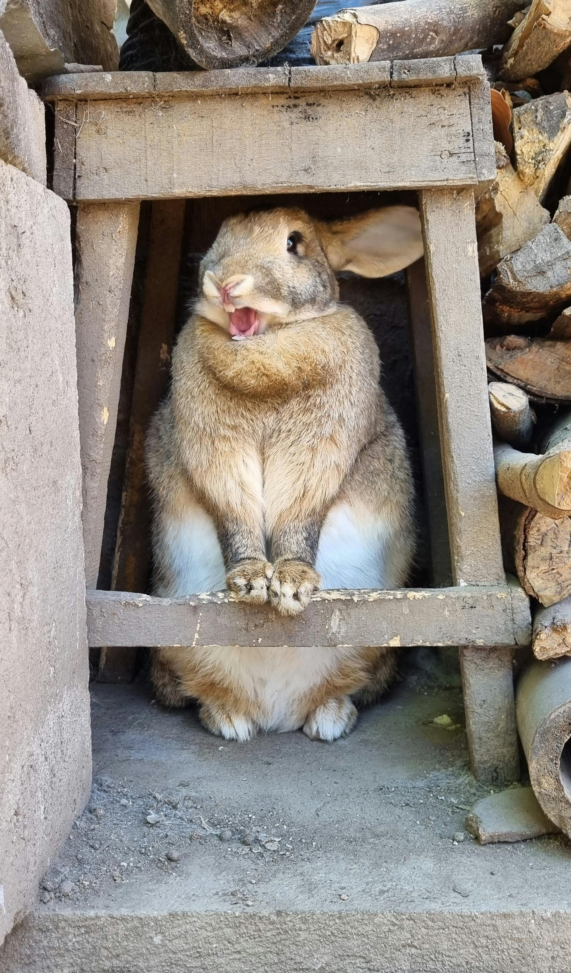 Rabbit under Chair · Free Stock Photo