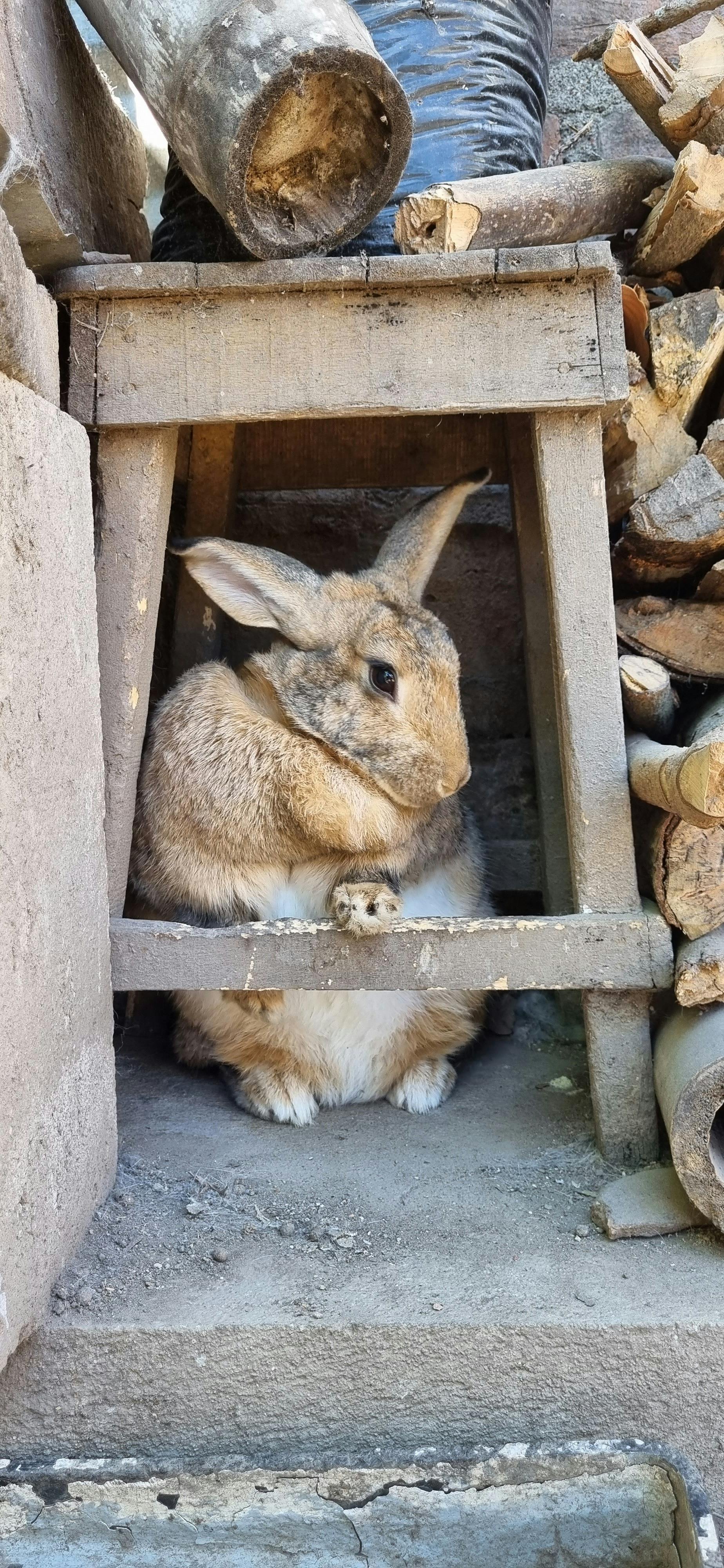 Rabbit under Chair · Free Stock Photo