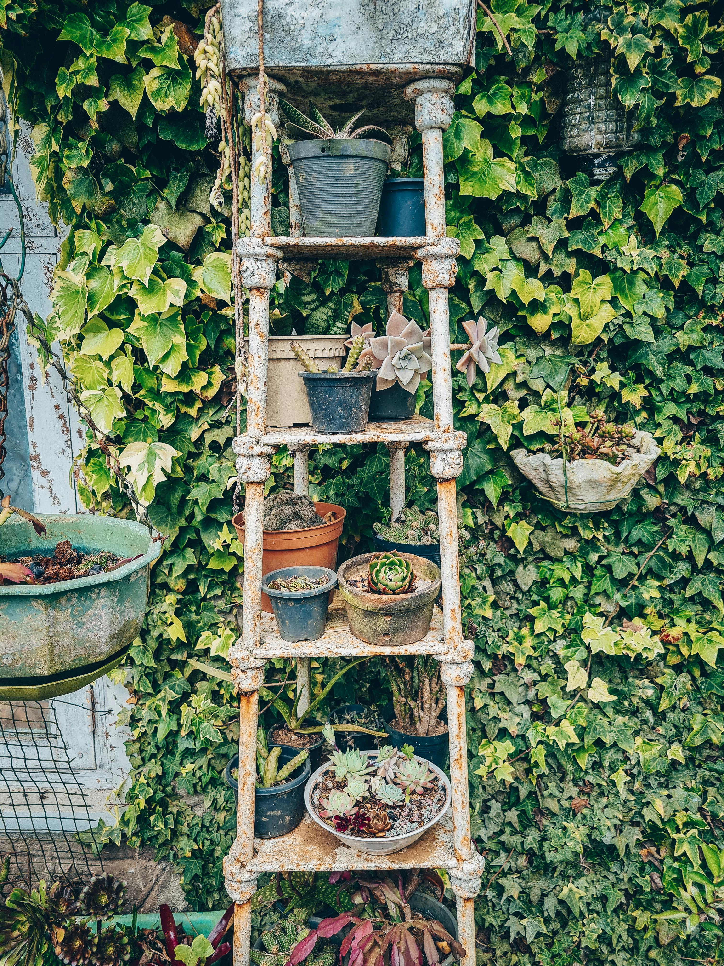 Pots with Succulents Set on Ladder Steps Resting against Ivy Covered ...