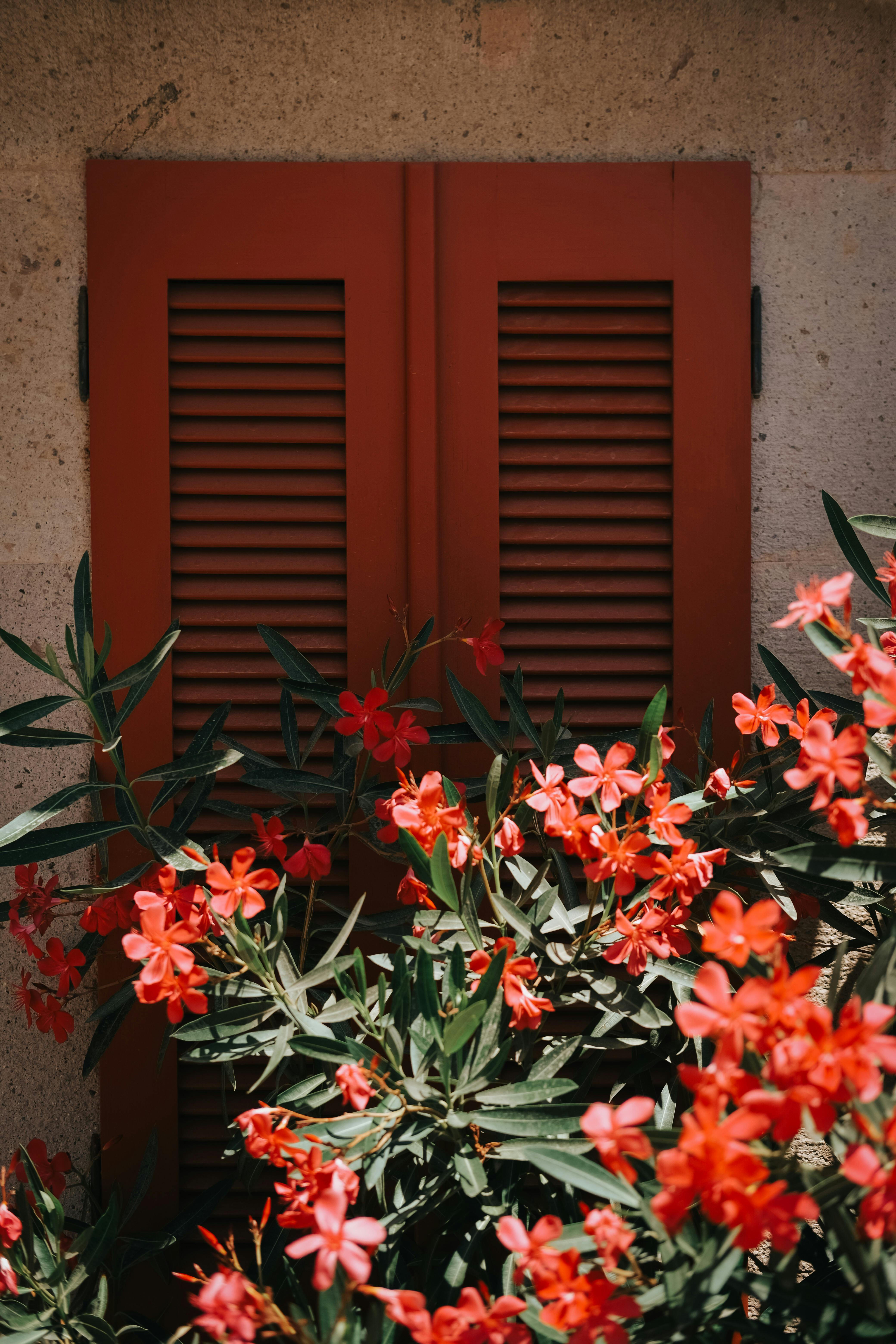 Shutters Photos, Download The BEST Free Shutters Stock Photos & HD Images