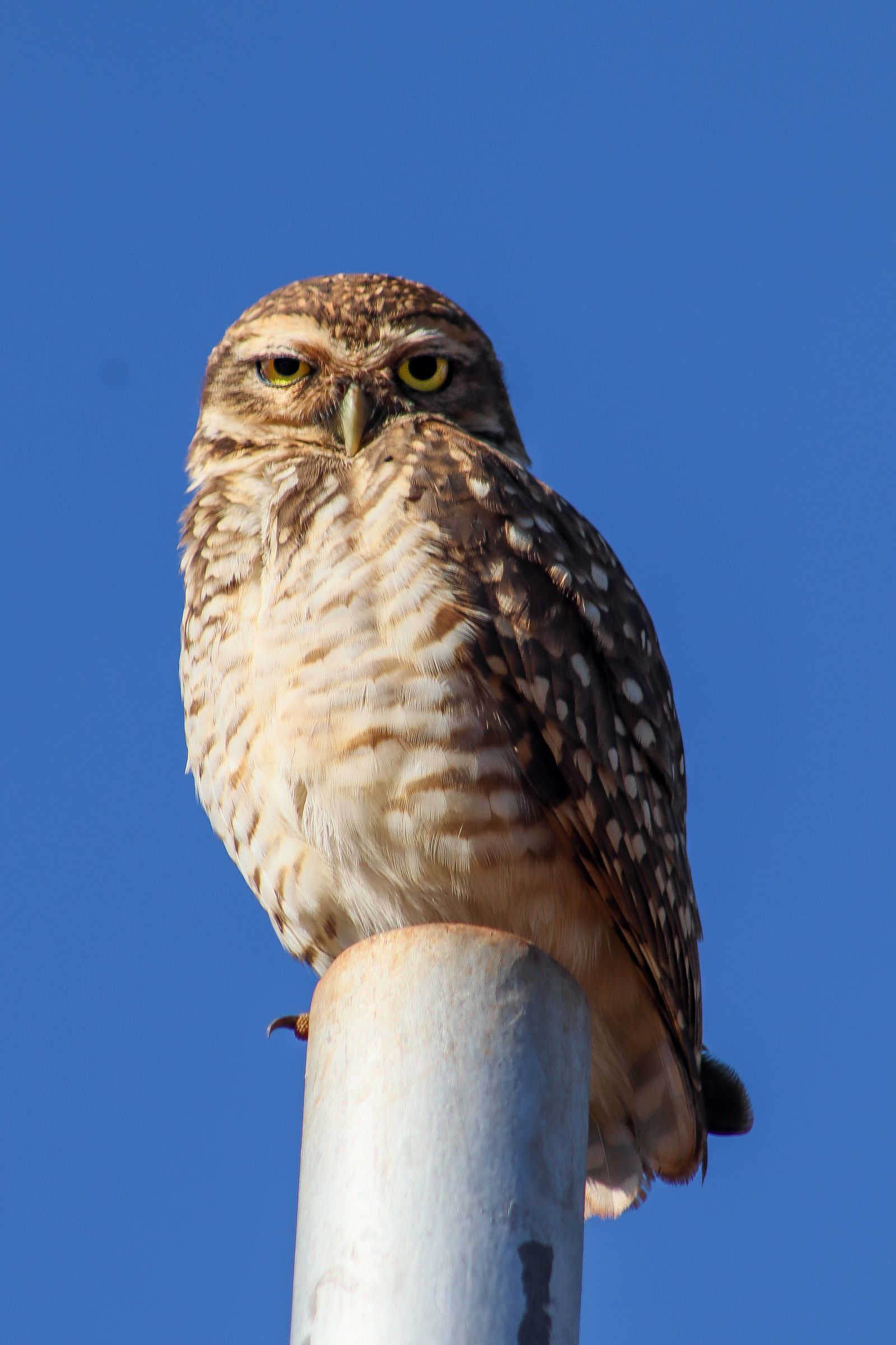 Burrow Owl Photos, Download The BEST Free Burrow Owl Stock Photos & HD ...
