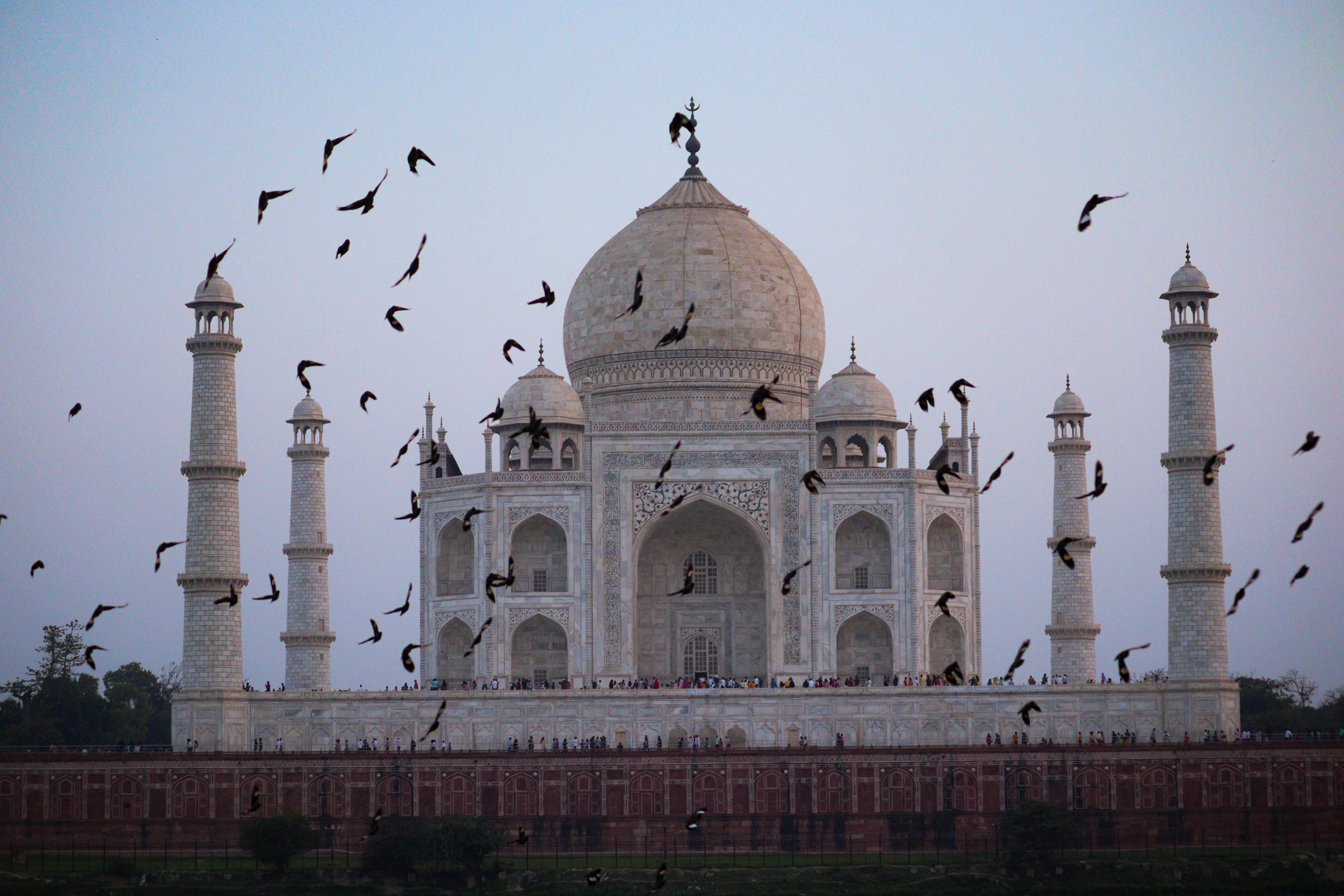 Birds Flying around Taj Mahal · Free Stock Photo