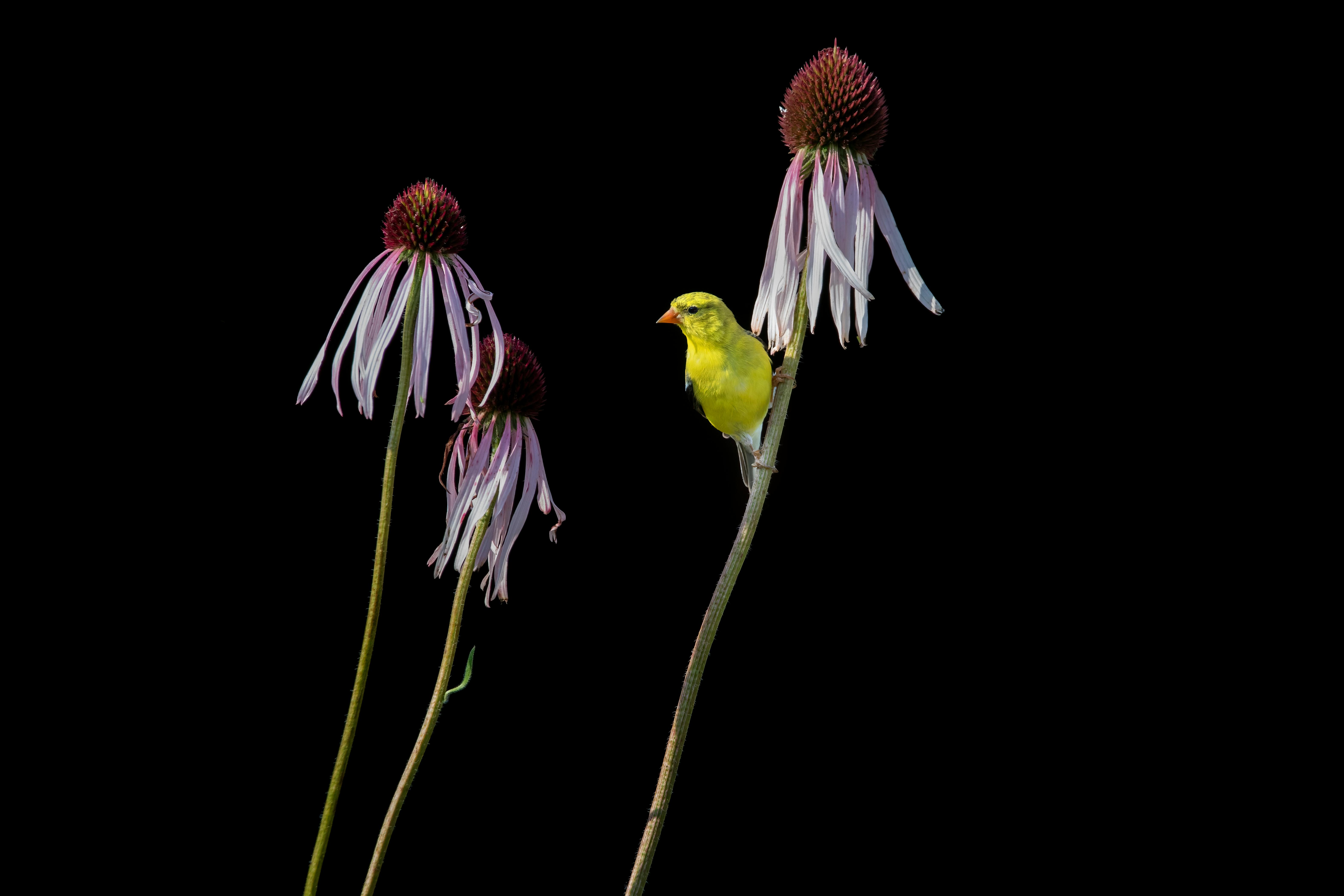 Blue Wren Photos, Download The BEST Free Blue Wren Stock Photos & HD Images