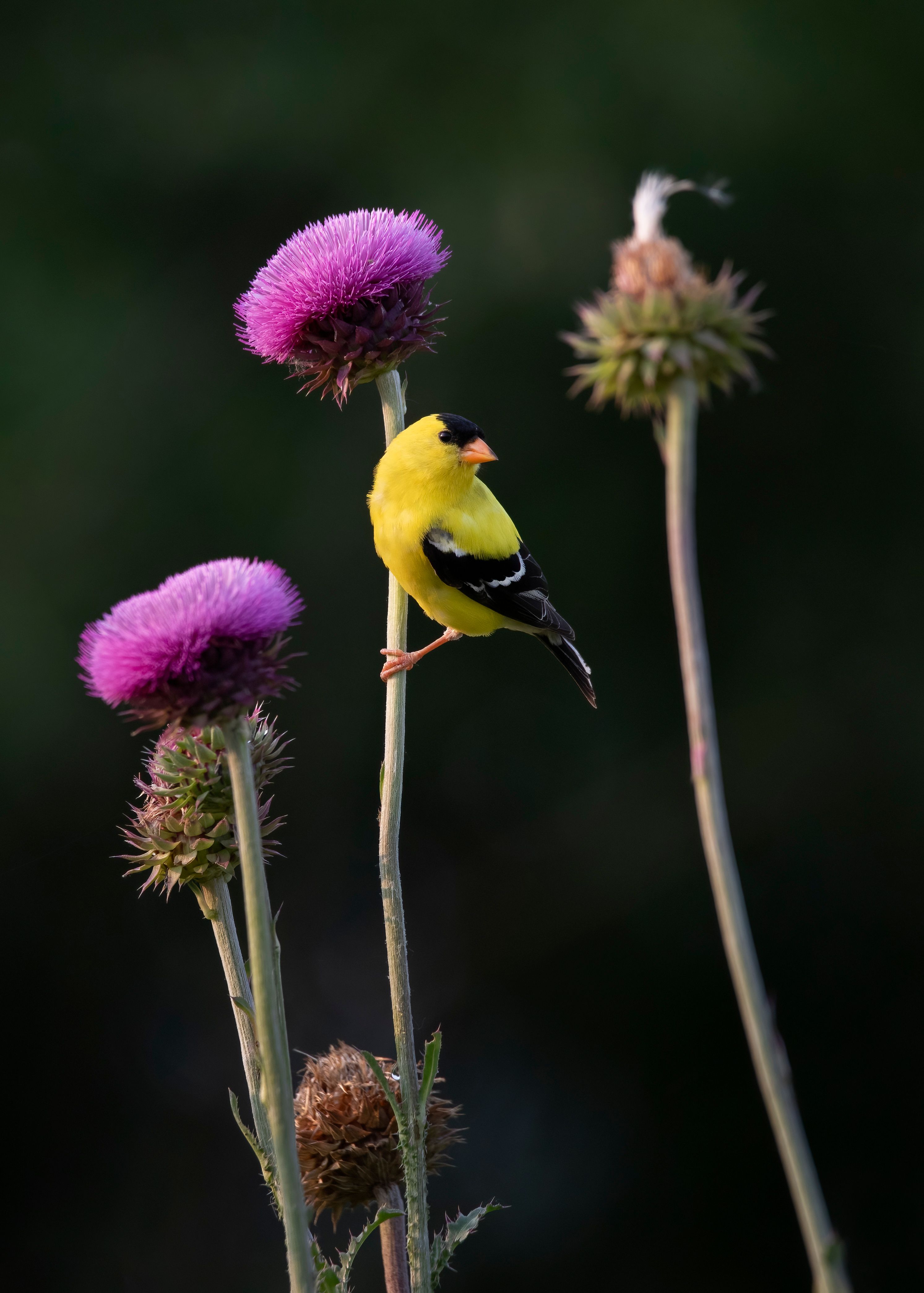 Blue Wren Photos, Download The BEST Free Blue Wren Stock Photos & HD Images