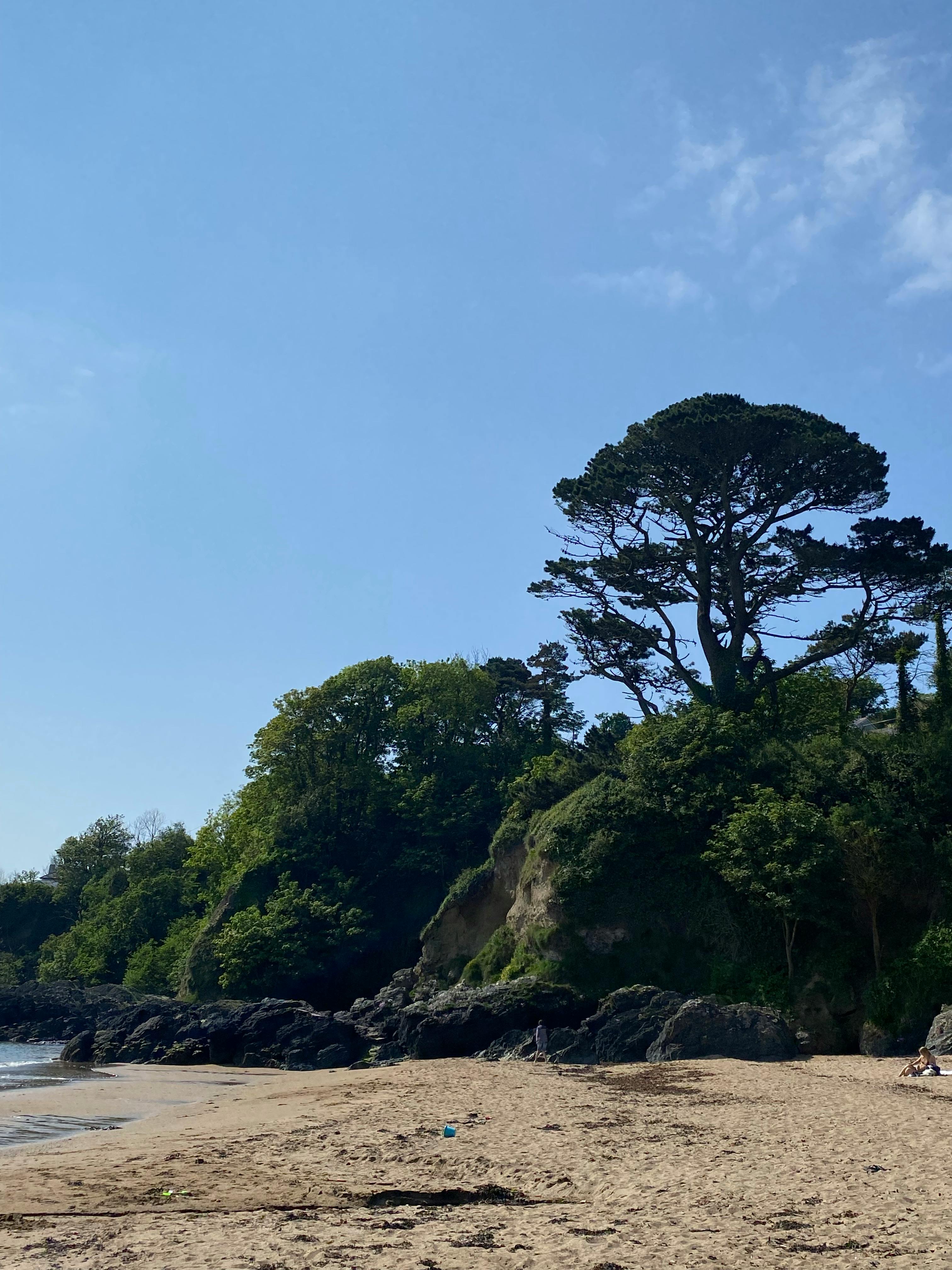 Beach With Trees Photos, Download The BEST Free Beach With Trees Stock ...