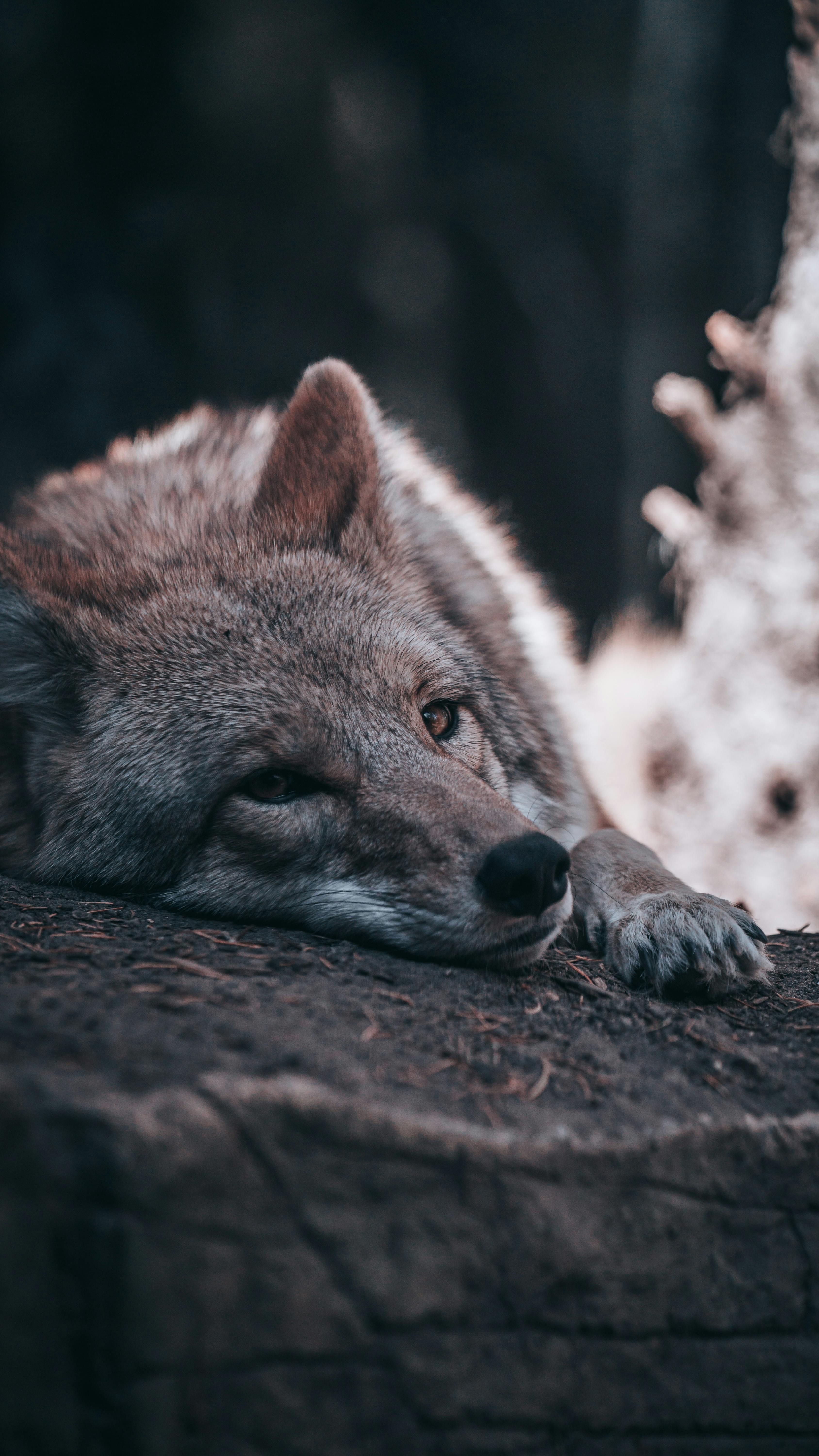Wolf Lying Down · Free Stock Photo