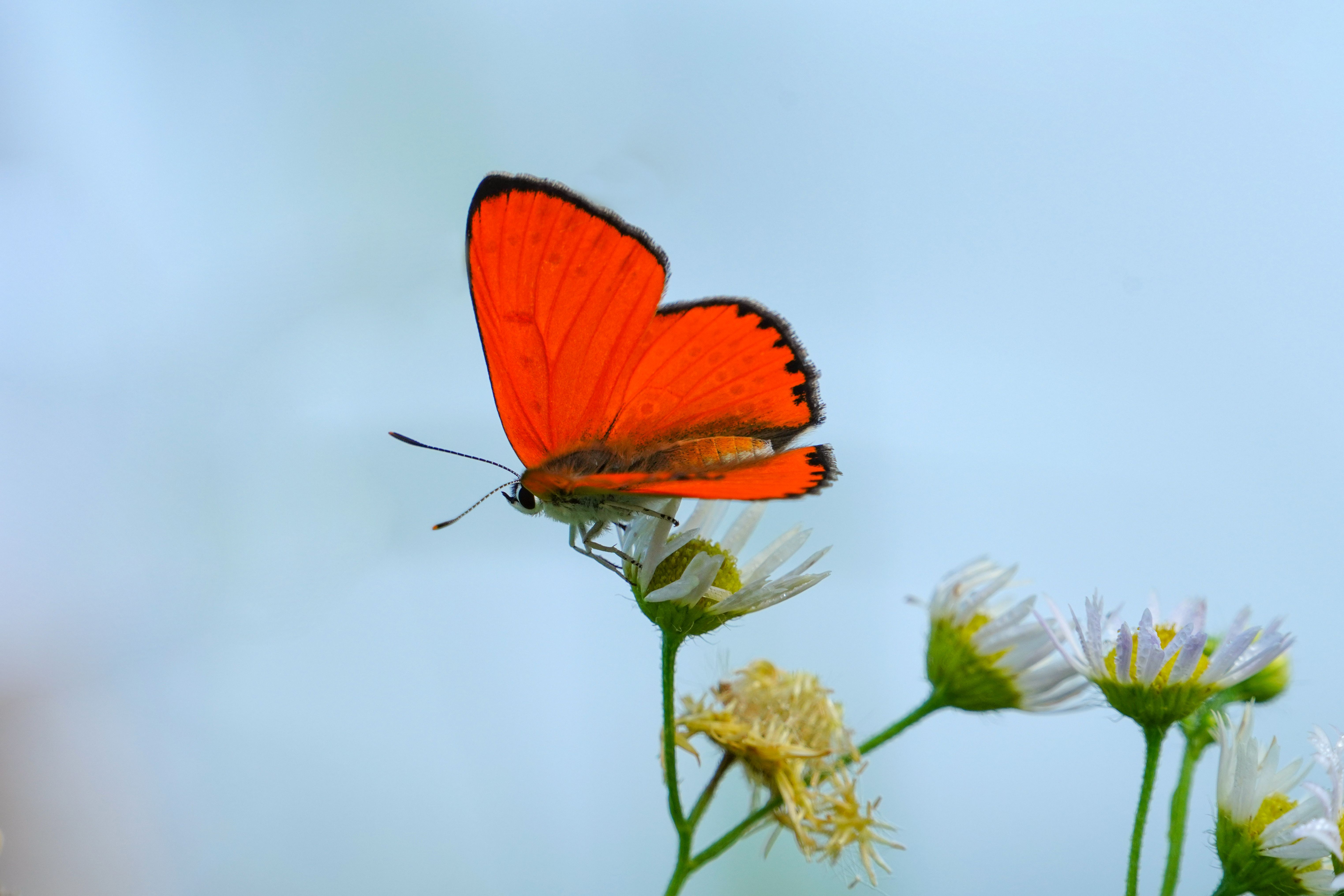 Red Butterfly on Flowers · Free Stock Photo