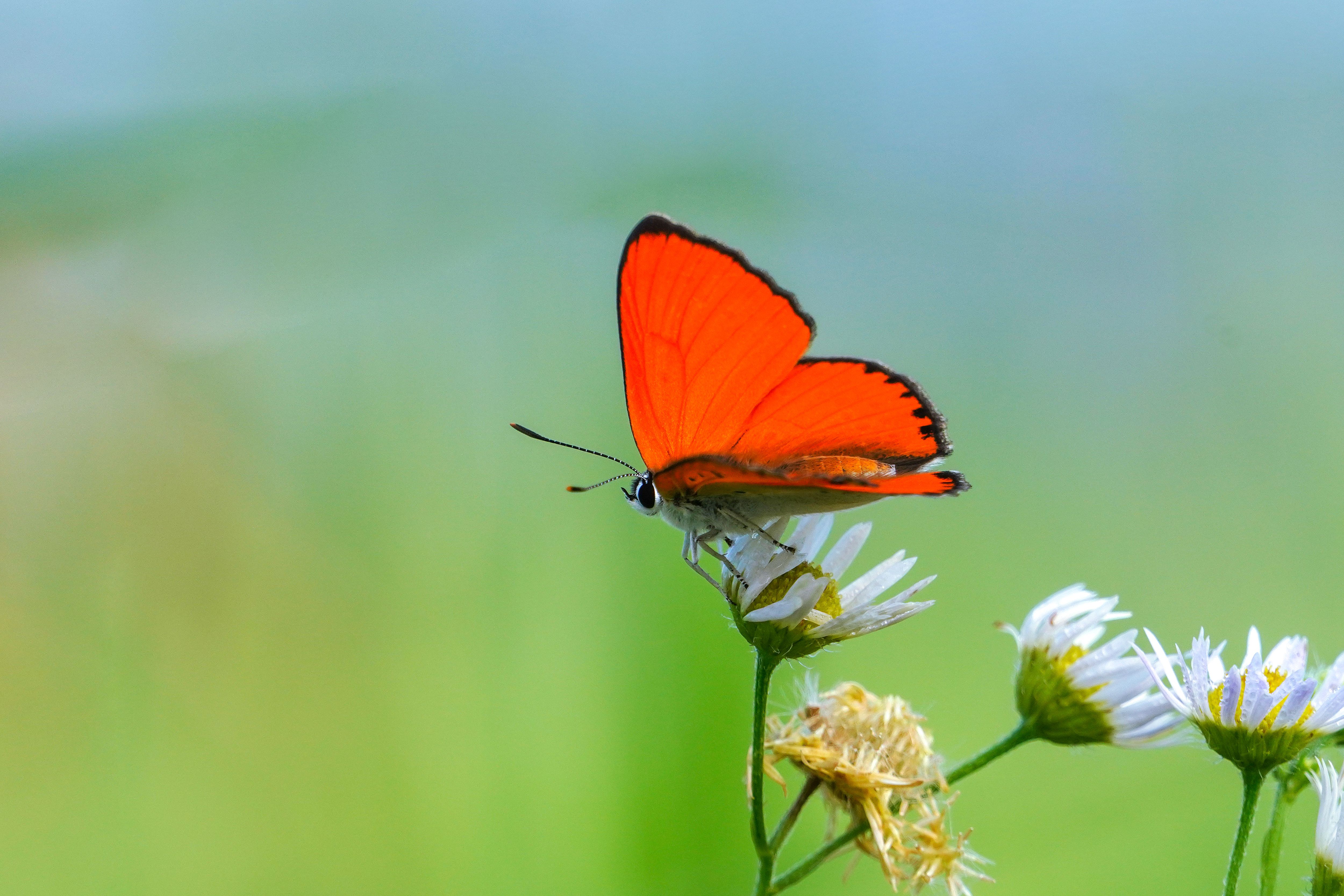Blood Butterfly Photos, Download The BEST Free Blood Butterfly Stock ...