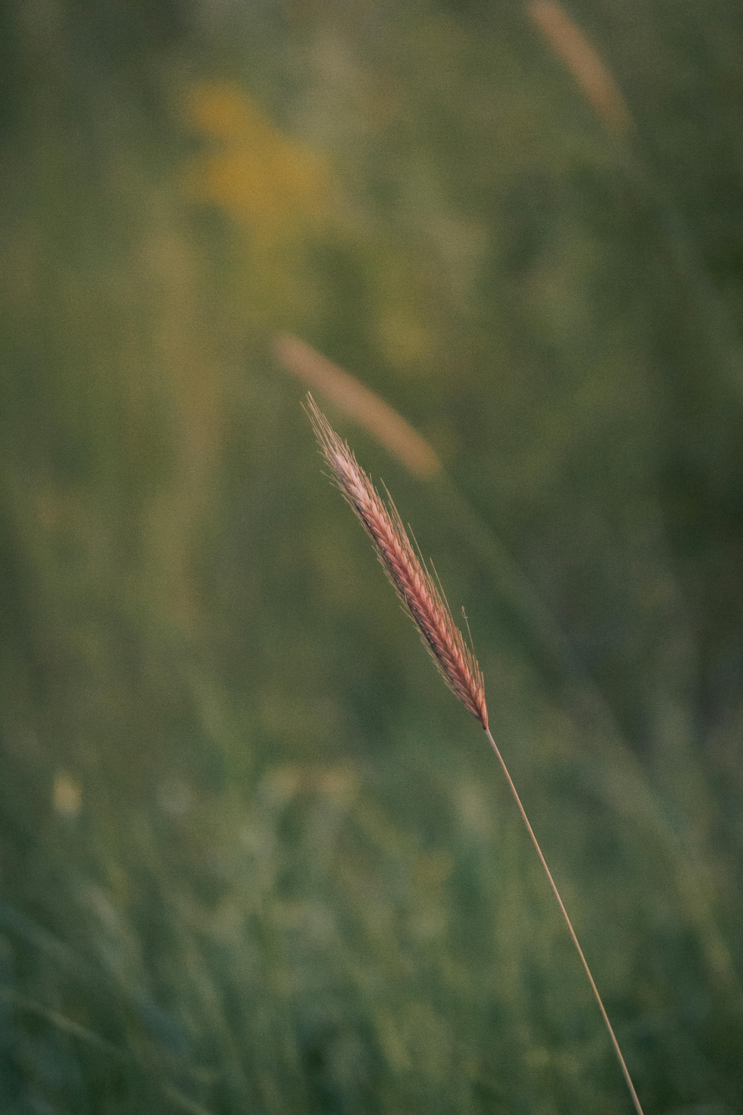 Close up of Thin Grass · Free Stock Photo