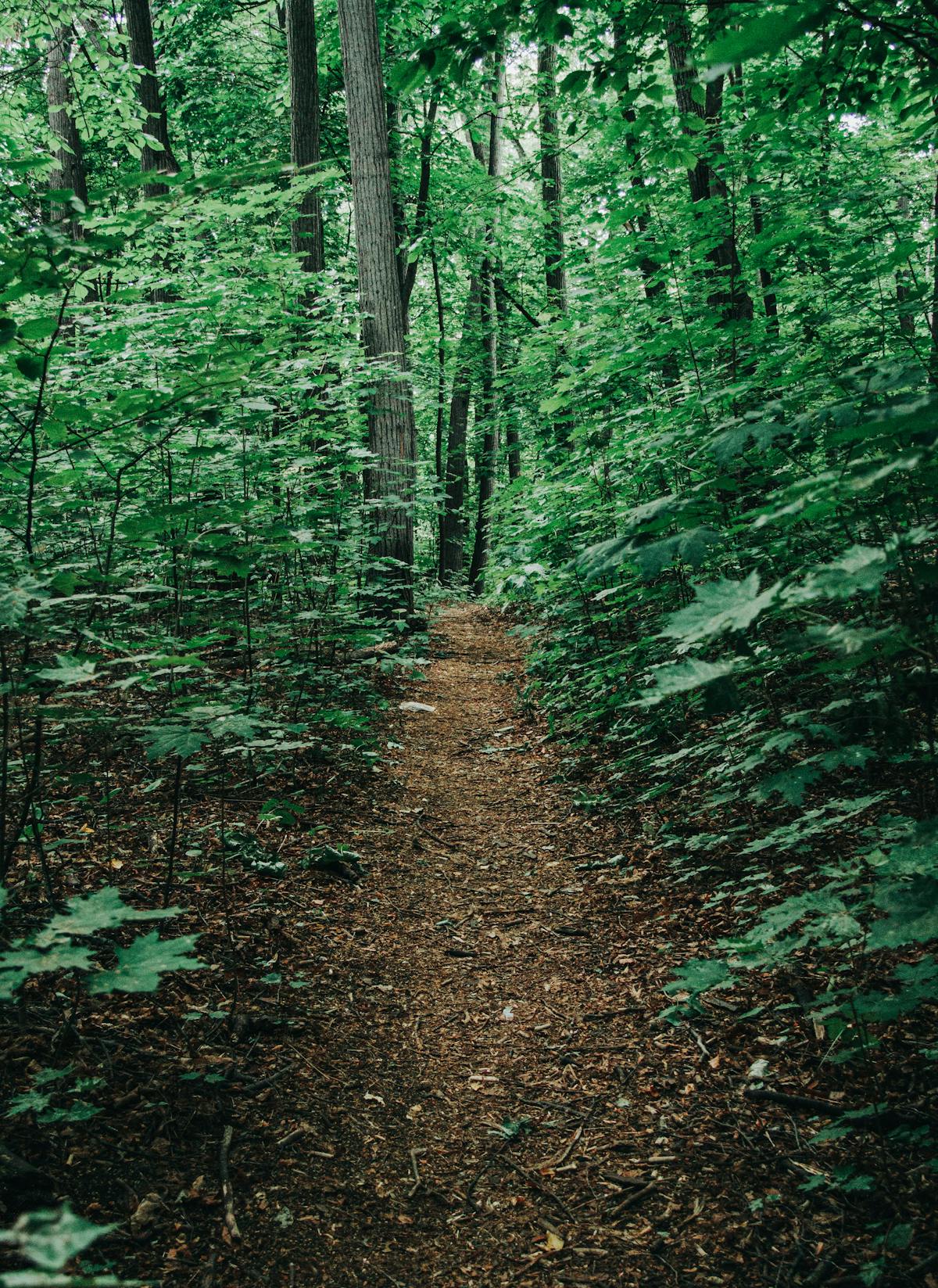 Footpath Photos, Download The BEST Free Footpath Stock Photos & HD Images