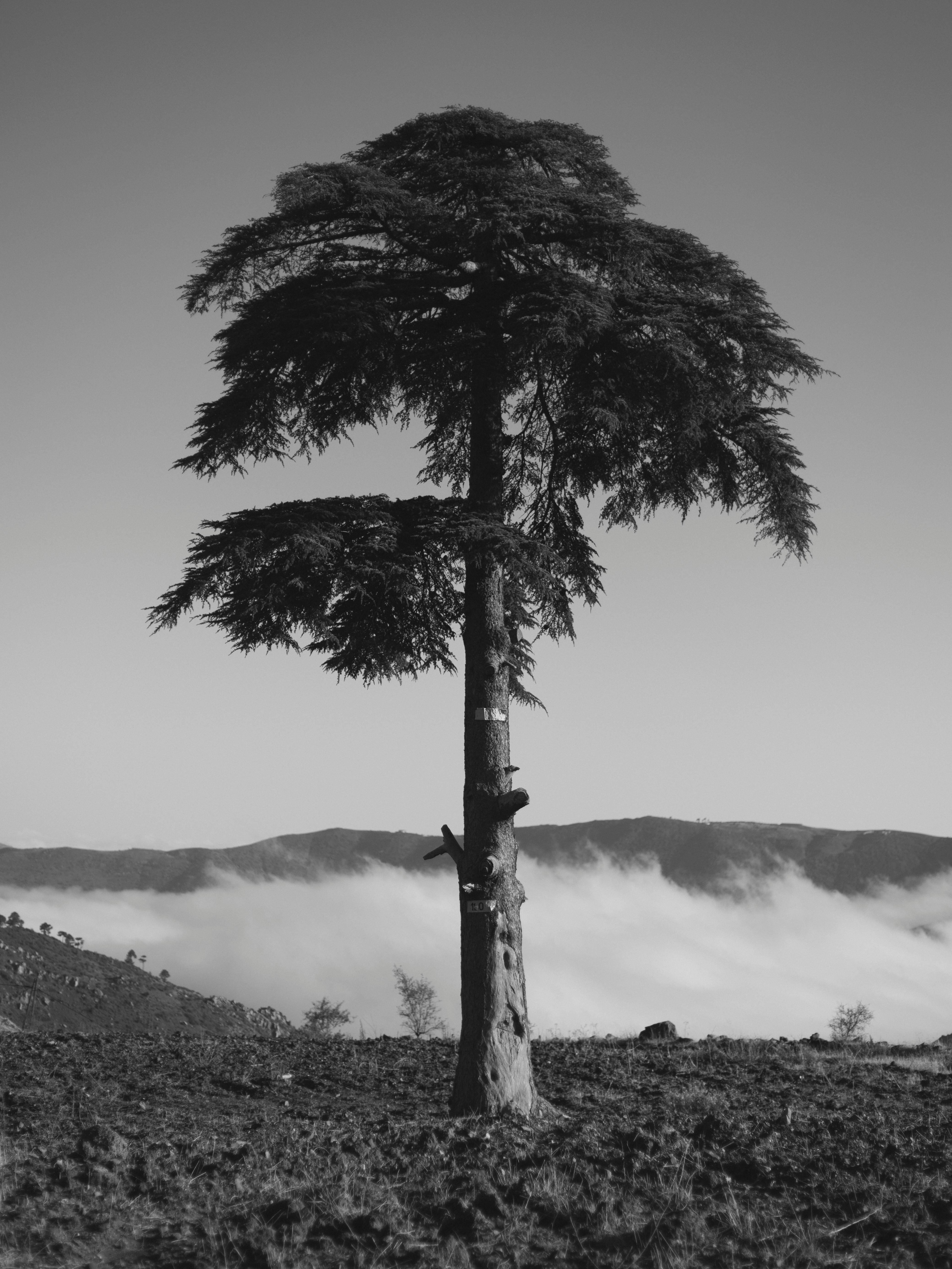Lone Tree Standing on Meadow · Free Stock Photo