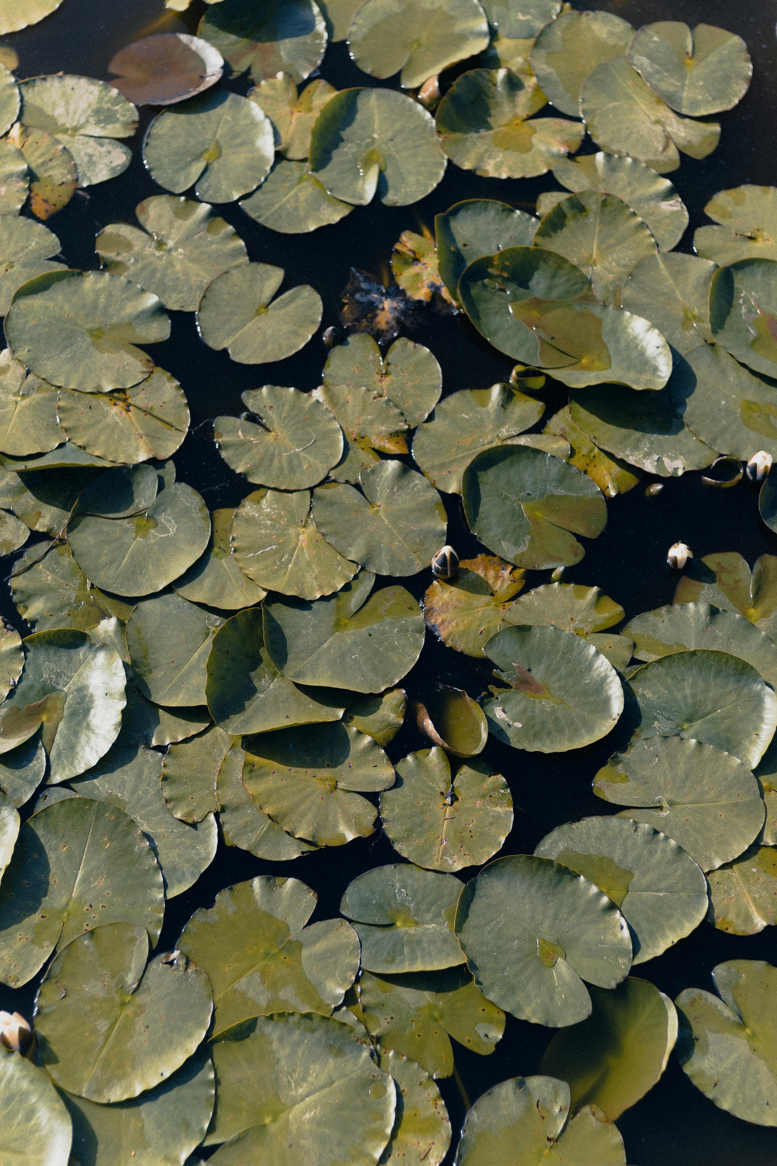 Water Lilies on Water · Free Stock Photo