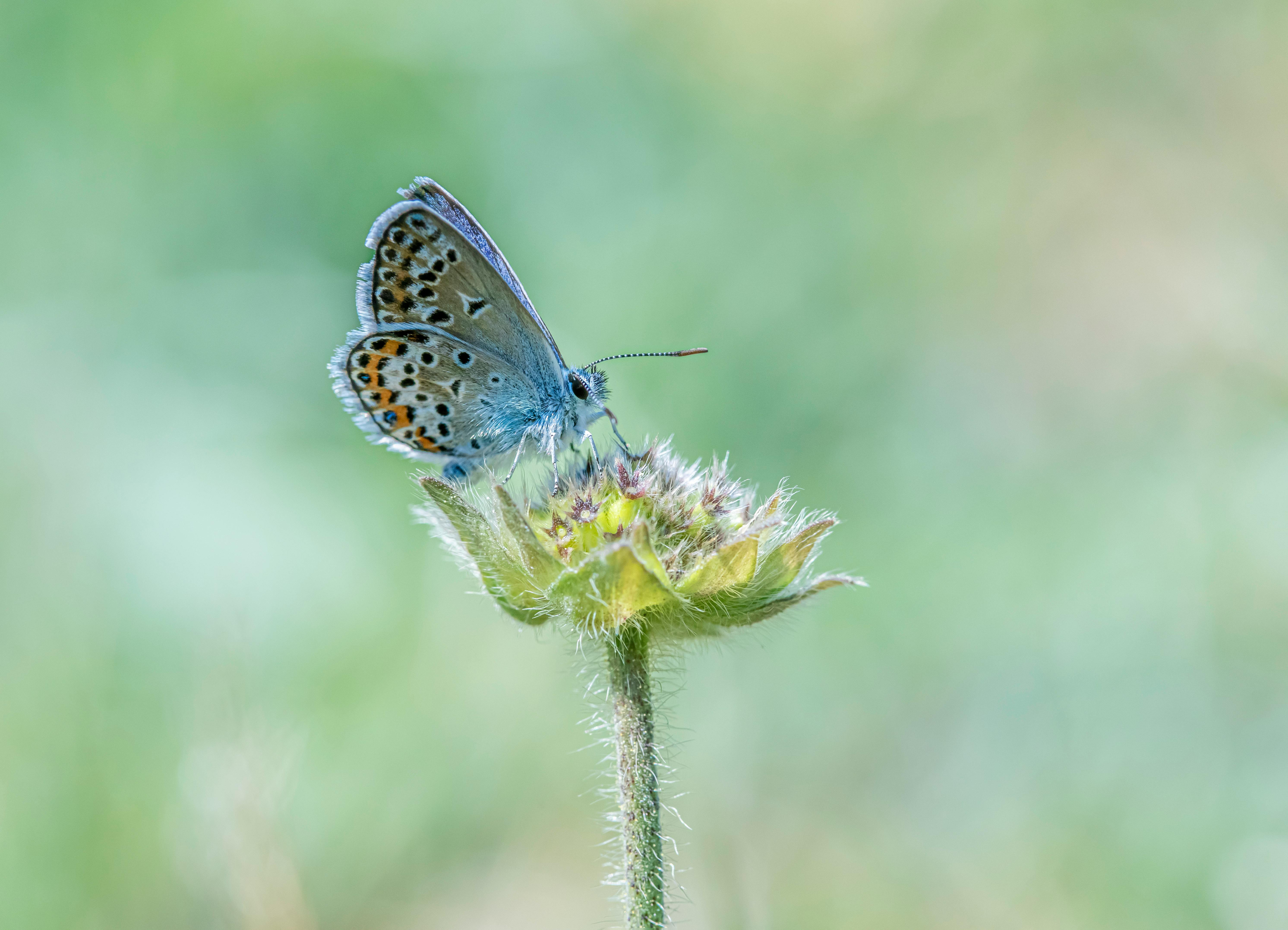 Common Female Blue Butterfly · Free Stock Photo