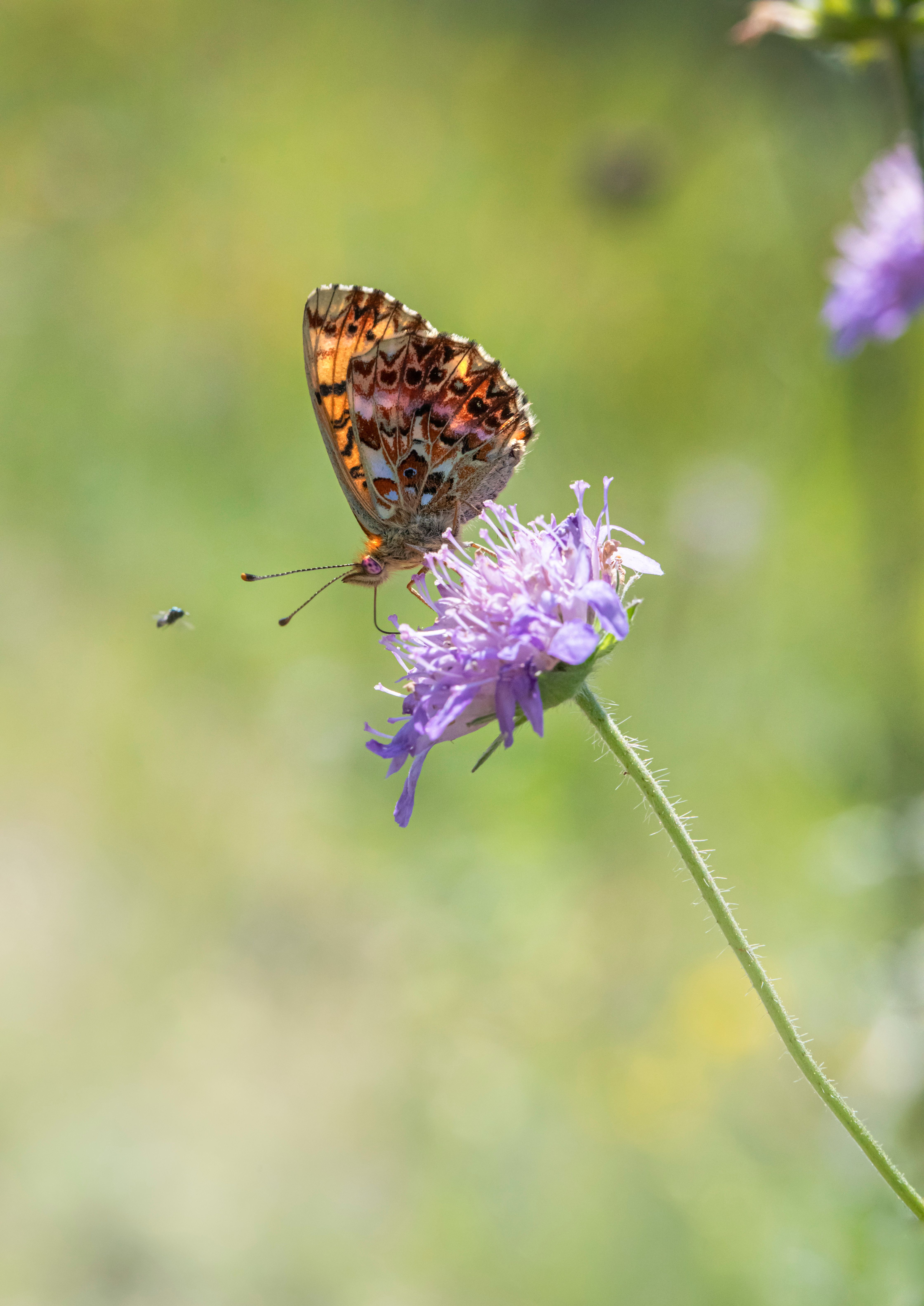 Butterfly Flying Above Wildflowers on a Field · Free Stock Photo