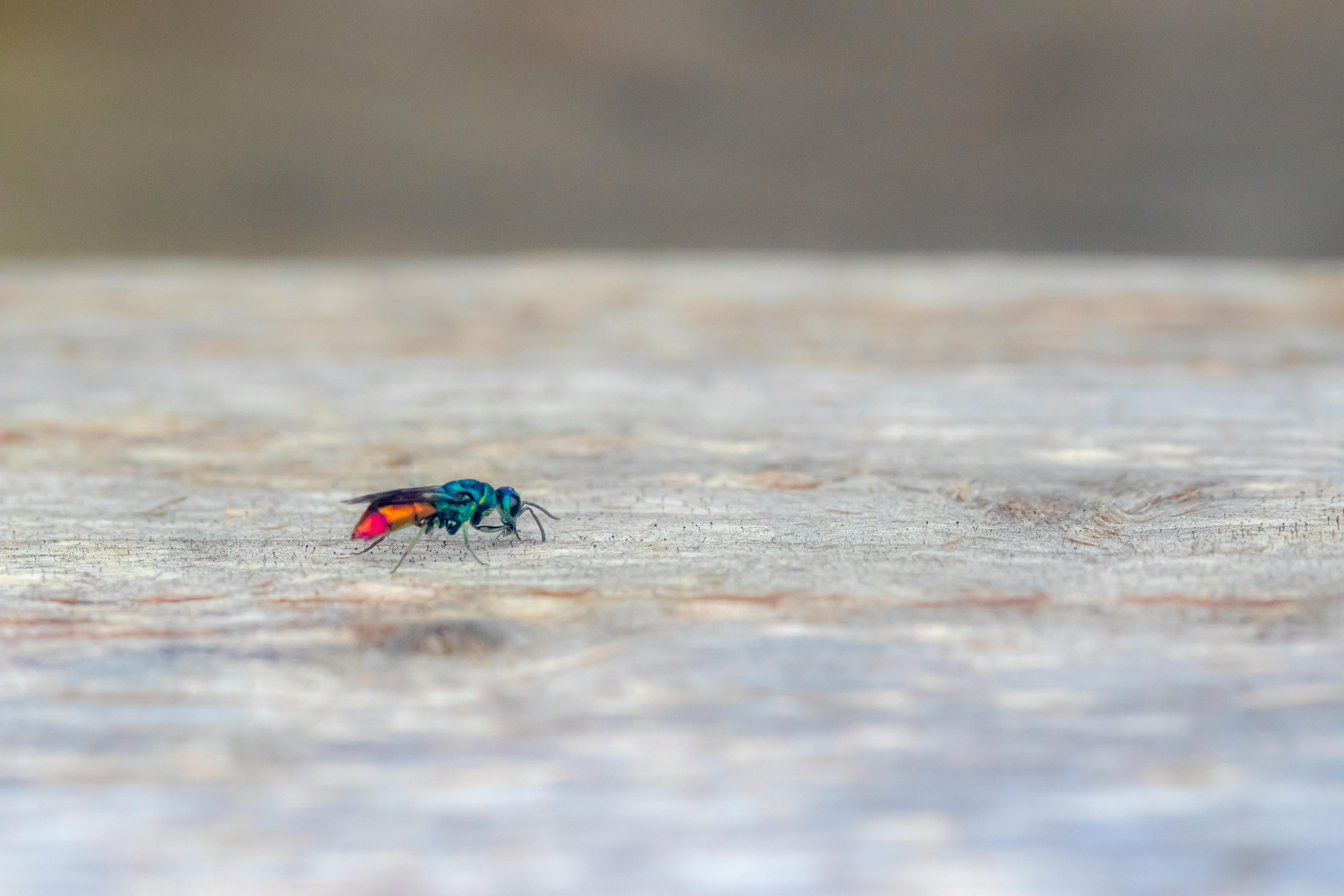 Close up of an Insect · Free Stock Photo