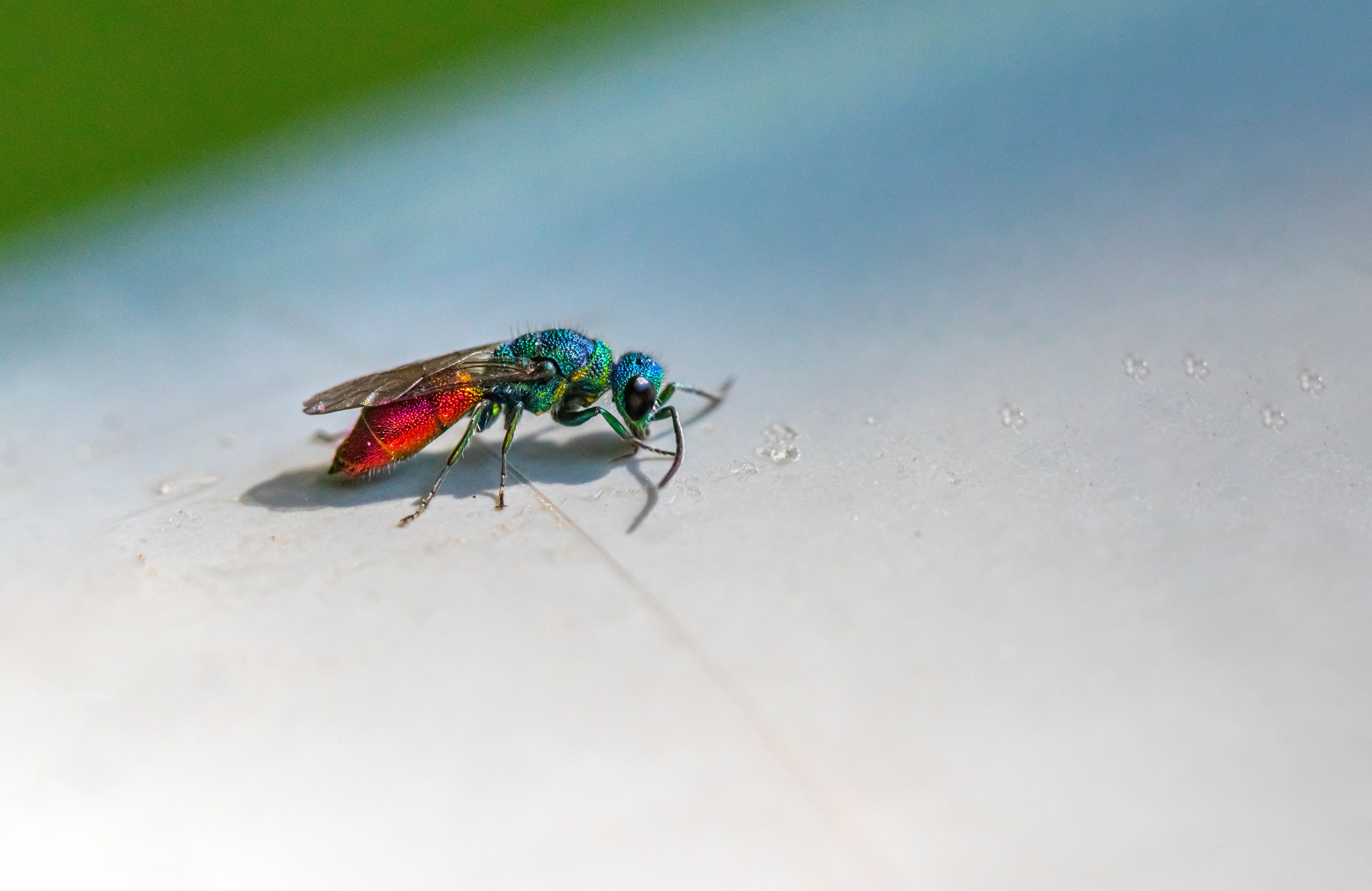 Foto de stock gratuita sobre avispa, chrysis ignita, de cerca ...