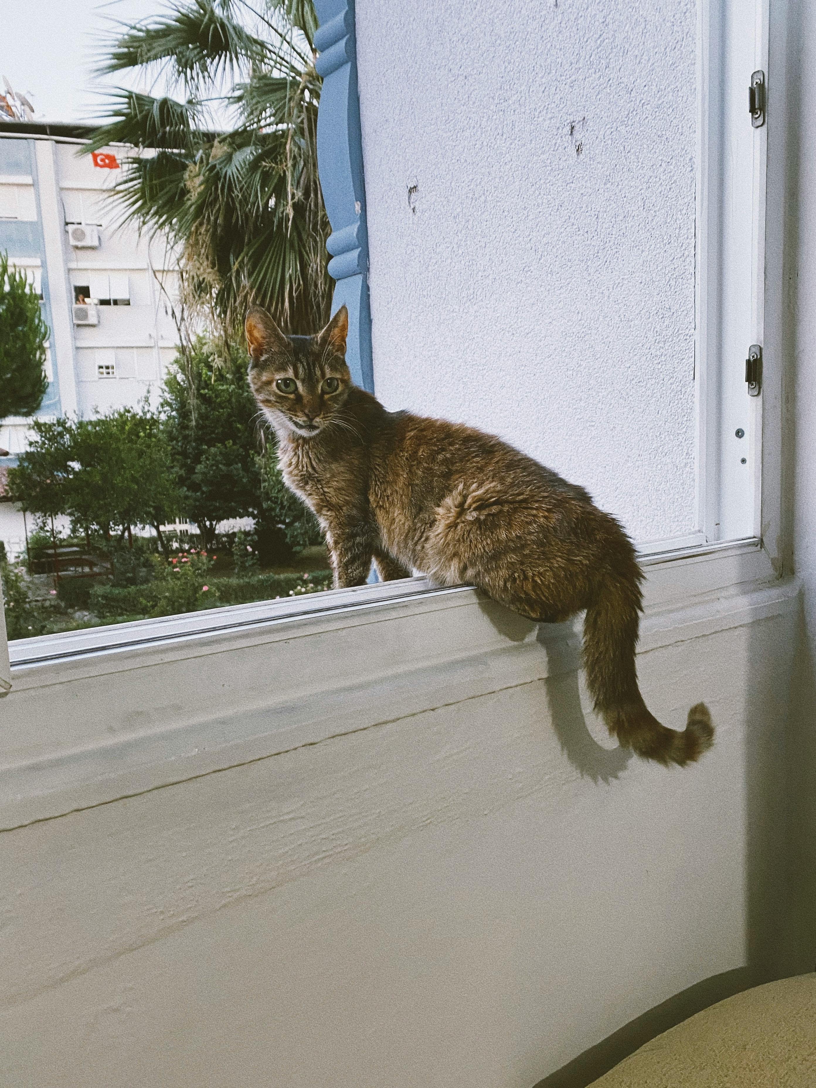Cat in Window · Free Stock Photo