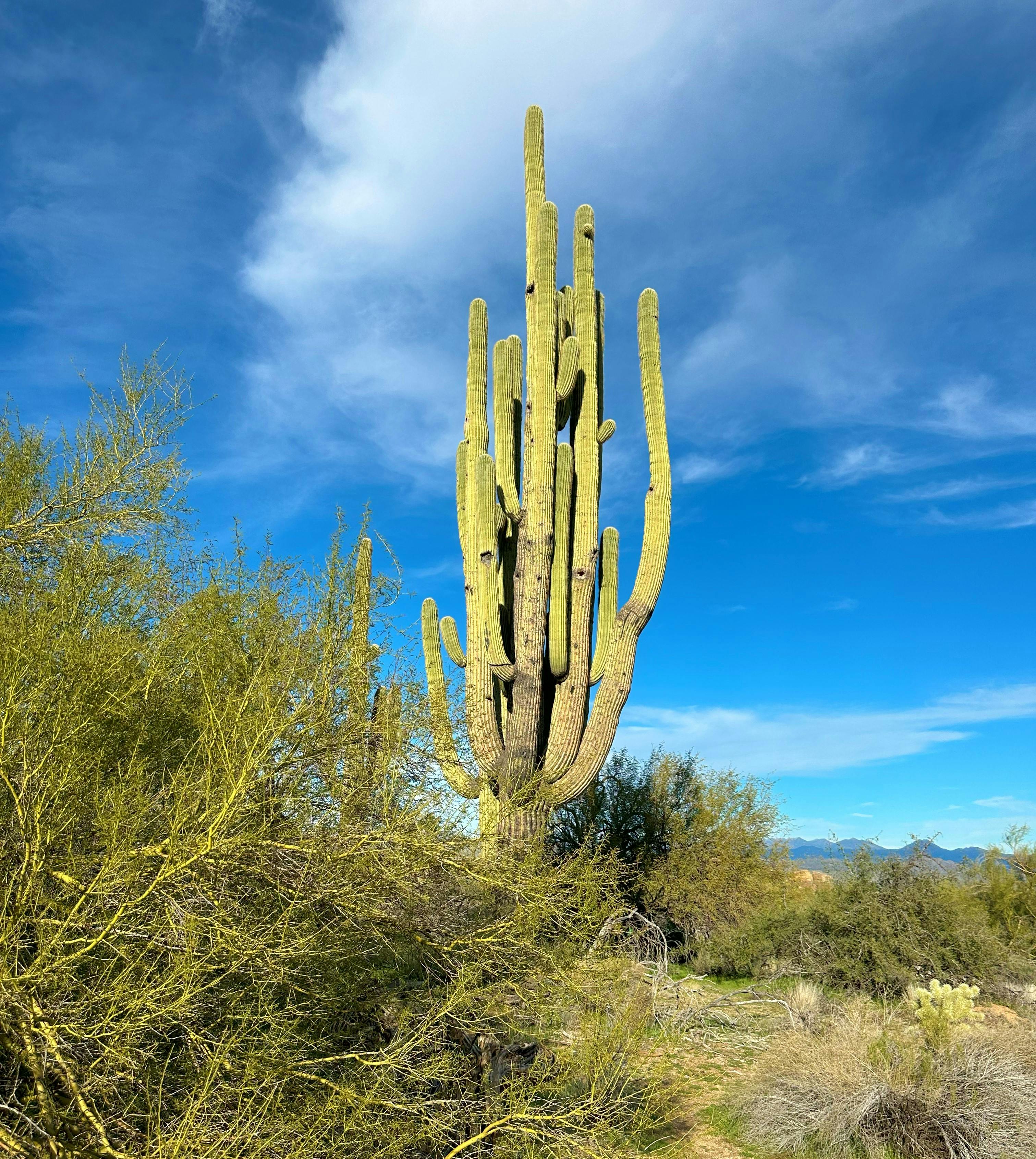 Cactus Plants In The Desert · Free Stock Photo