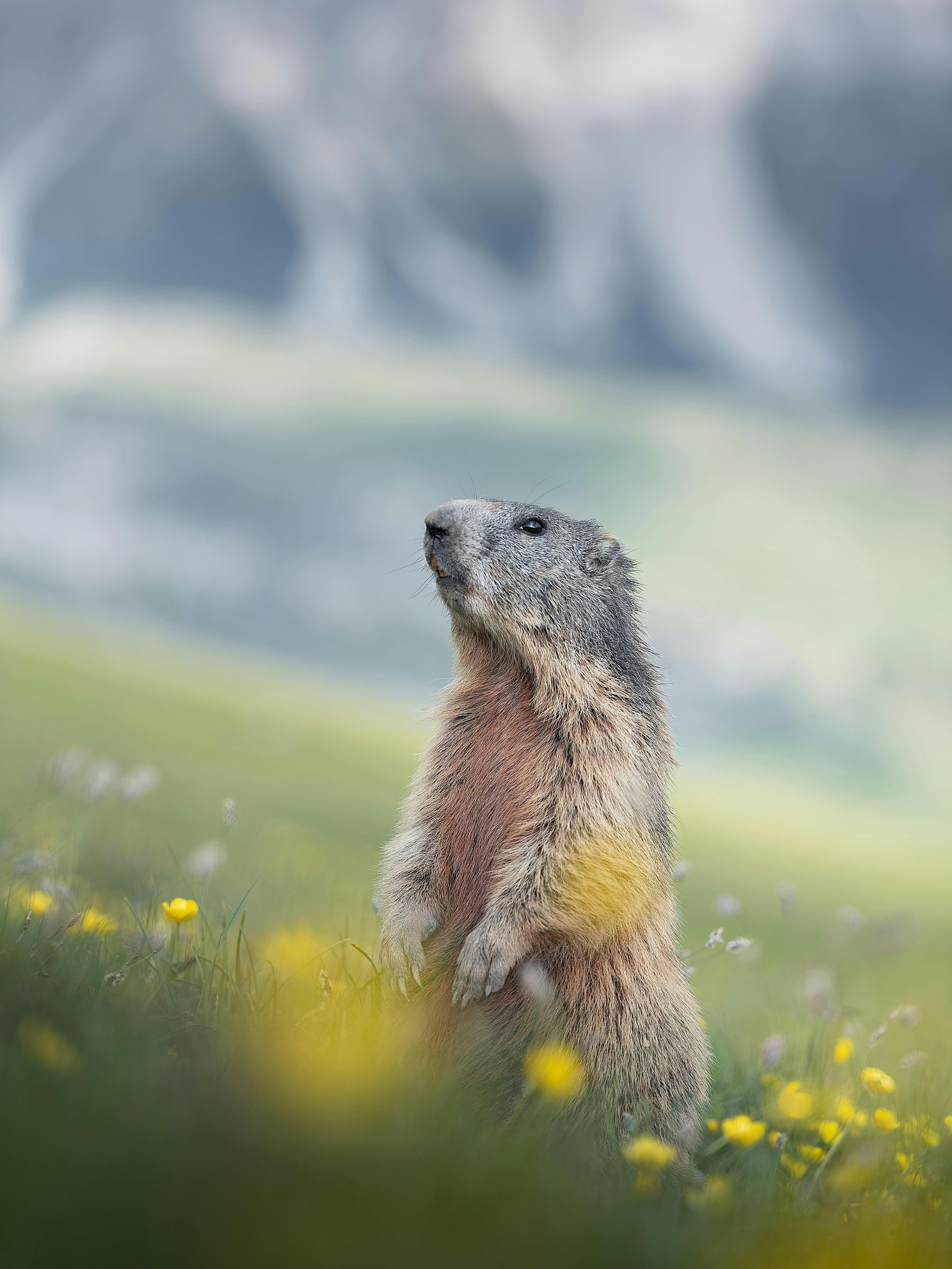 Woodchuck Photos, Download The BEST Free Woodchuck Stock Photos & HD Images