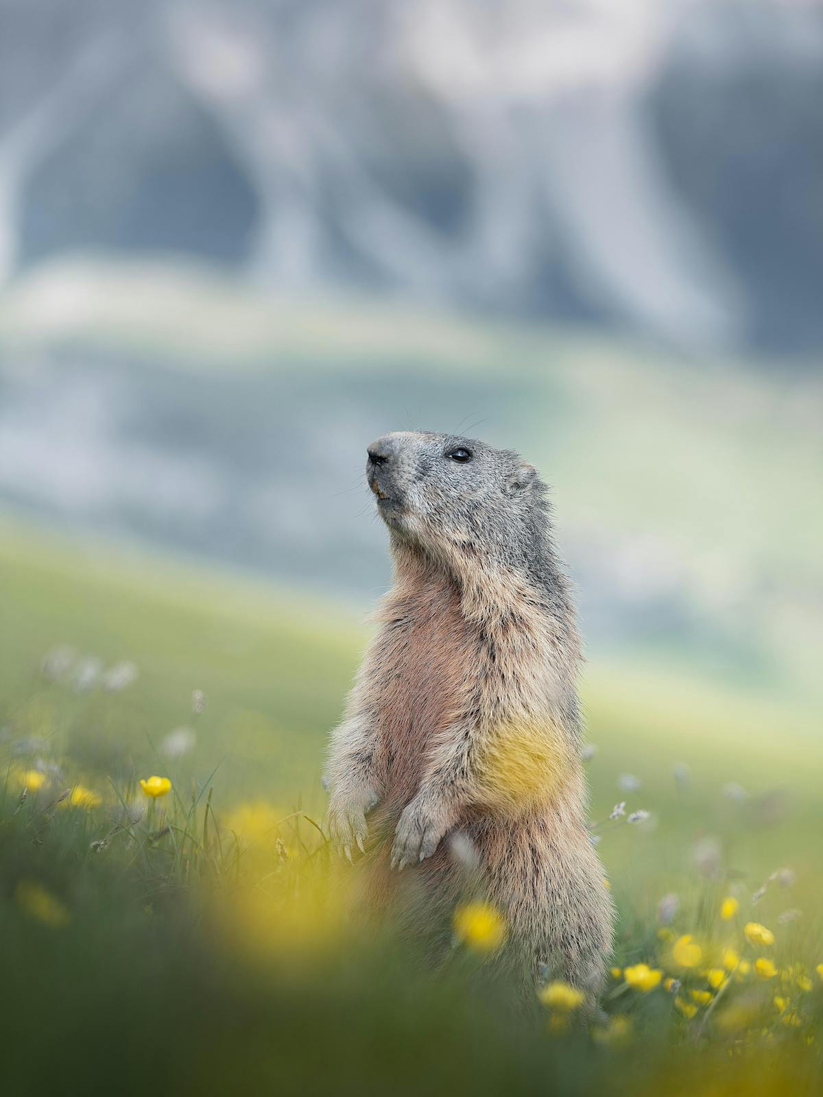 Woodchuck Photos, Download The BEST Free Woodchuck Stock Photos & HD Images