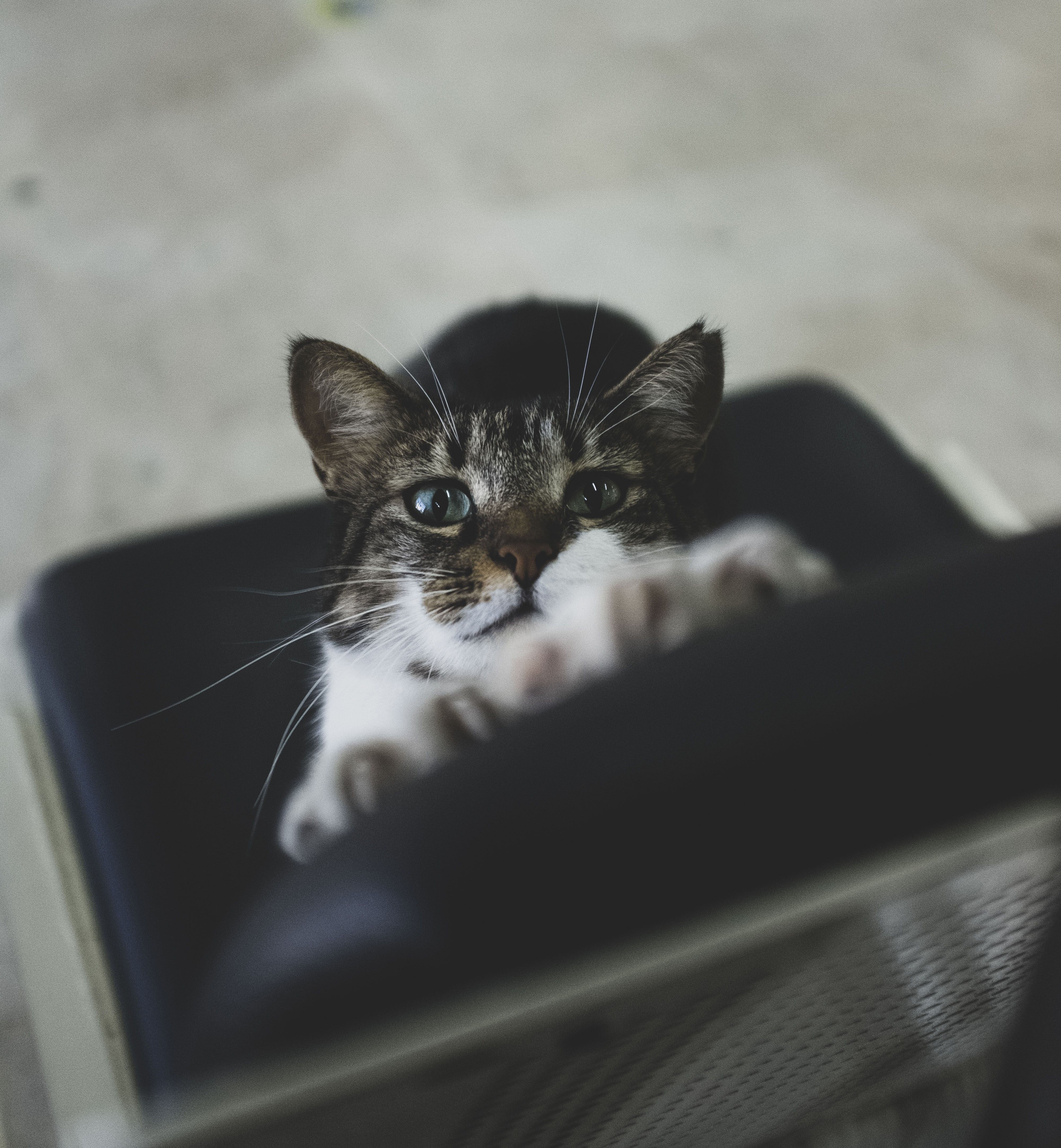 Cat on Chair · Free Stock Photo