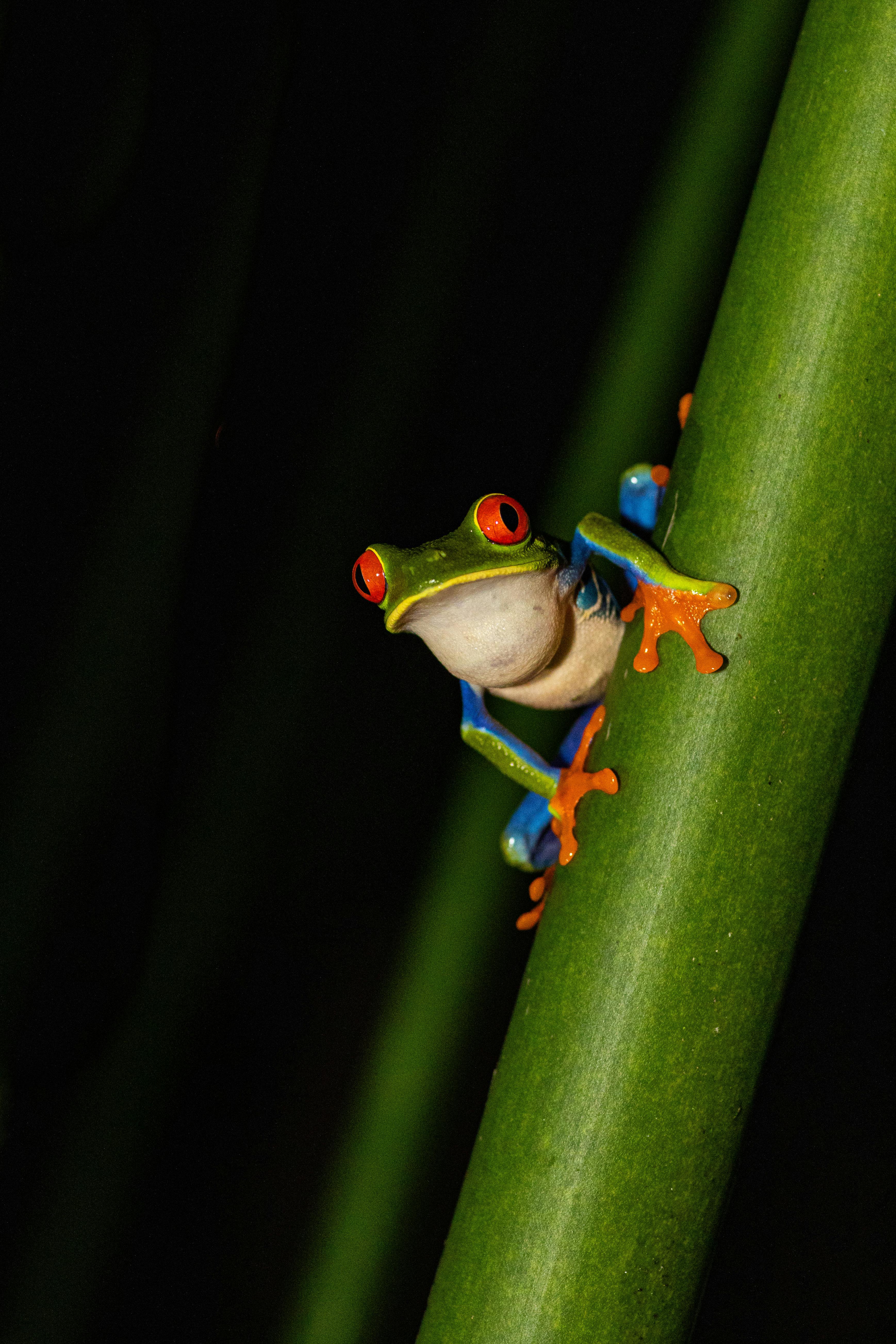 Photo gratuite de agalychnis callidryas, amérique centrale, amérique du ...