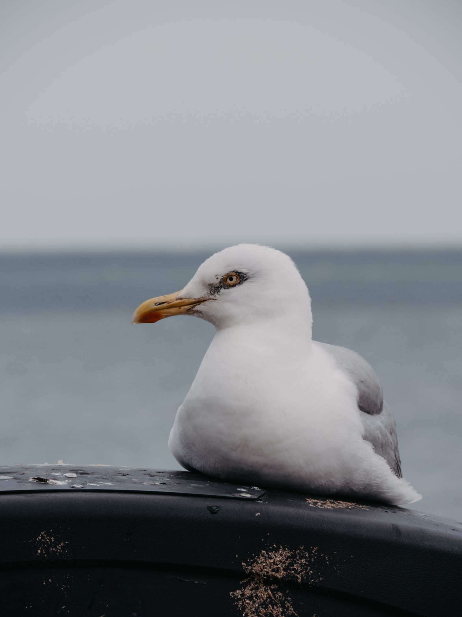 Seagull On Beach Photos, Download The BEST Free Seagull On Beach Stock ...