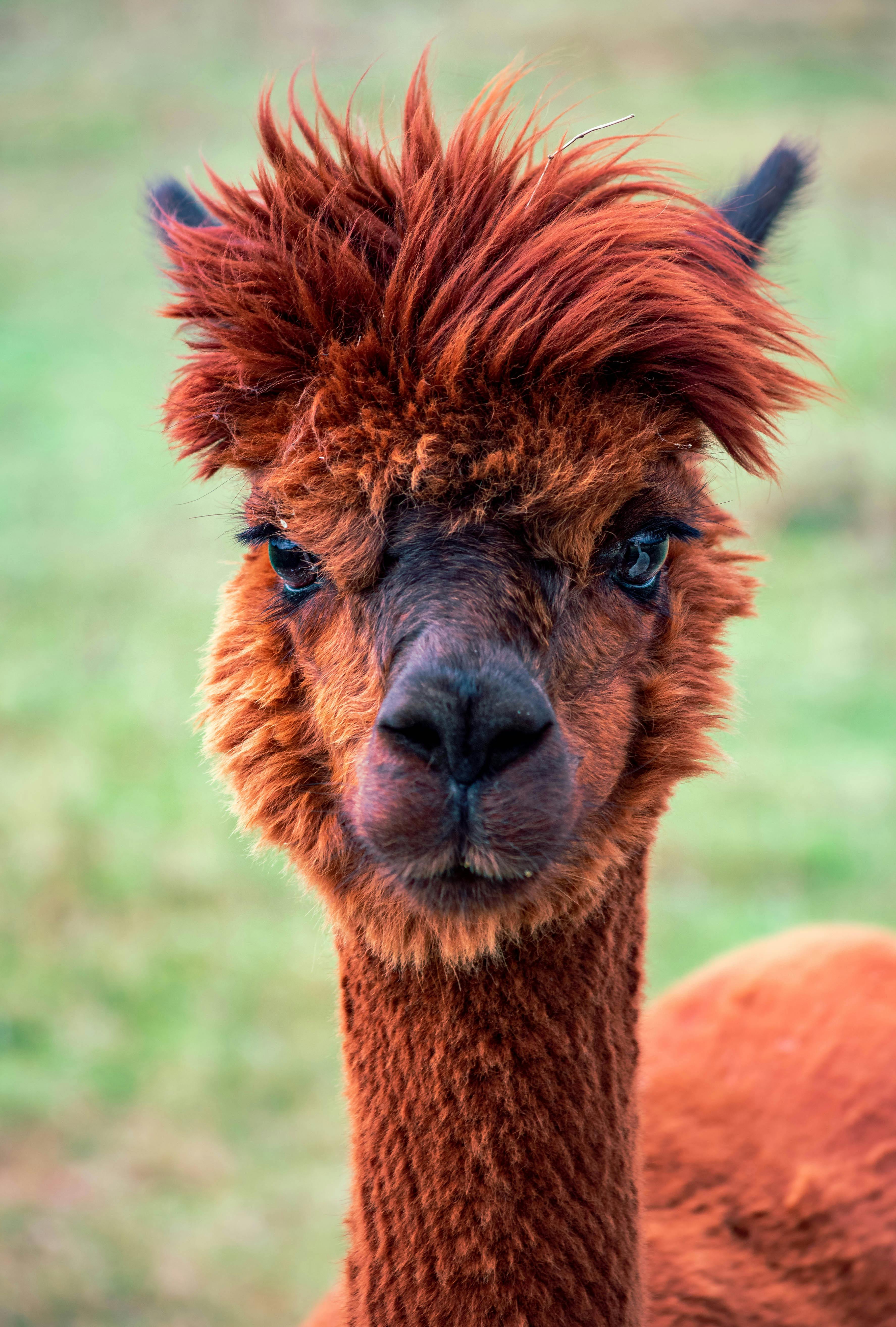 Alpaca Portrait Photos, Download The BEST Free Alpaca Portrait Stock ...