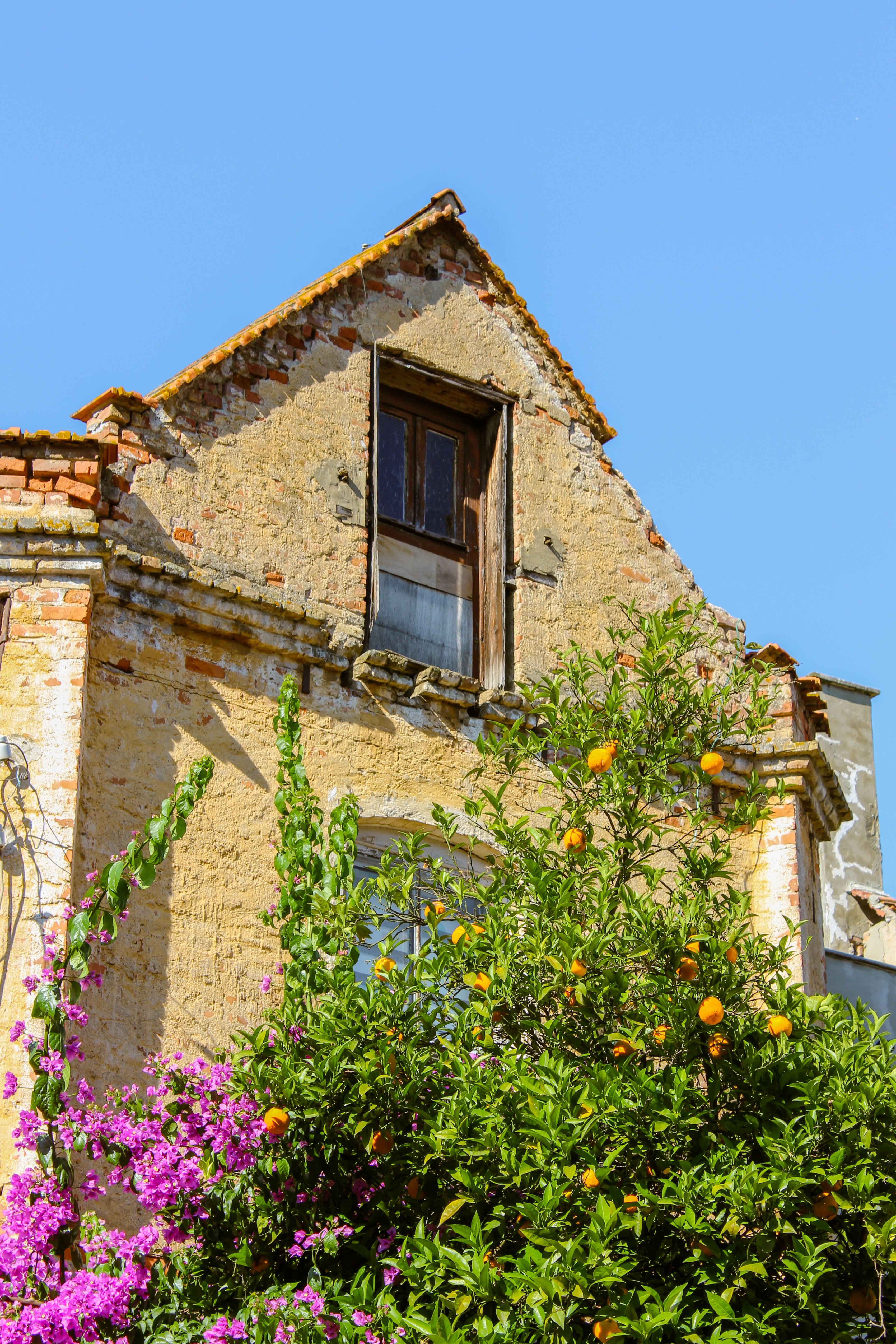 Orange Tree by House Wall · Free Stock Photo