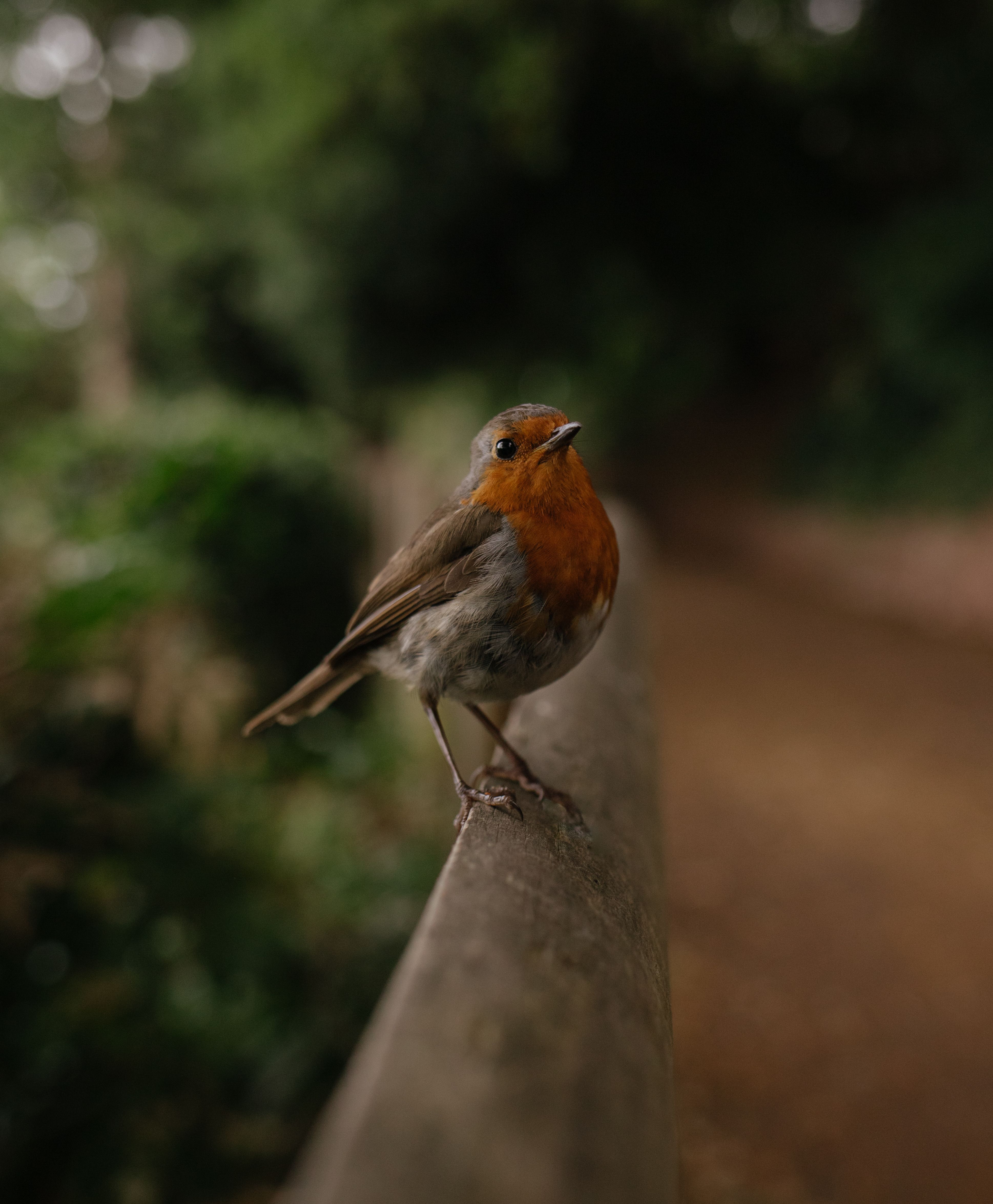 European Robin Sitting on Bridge Railing · Free Stock Photo