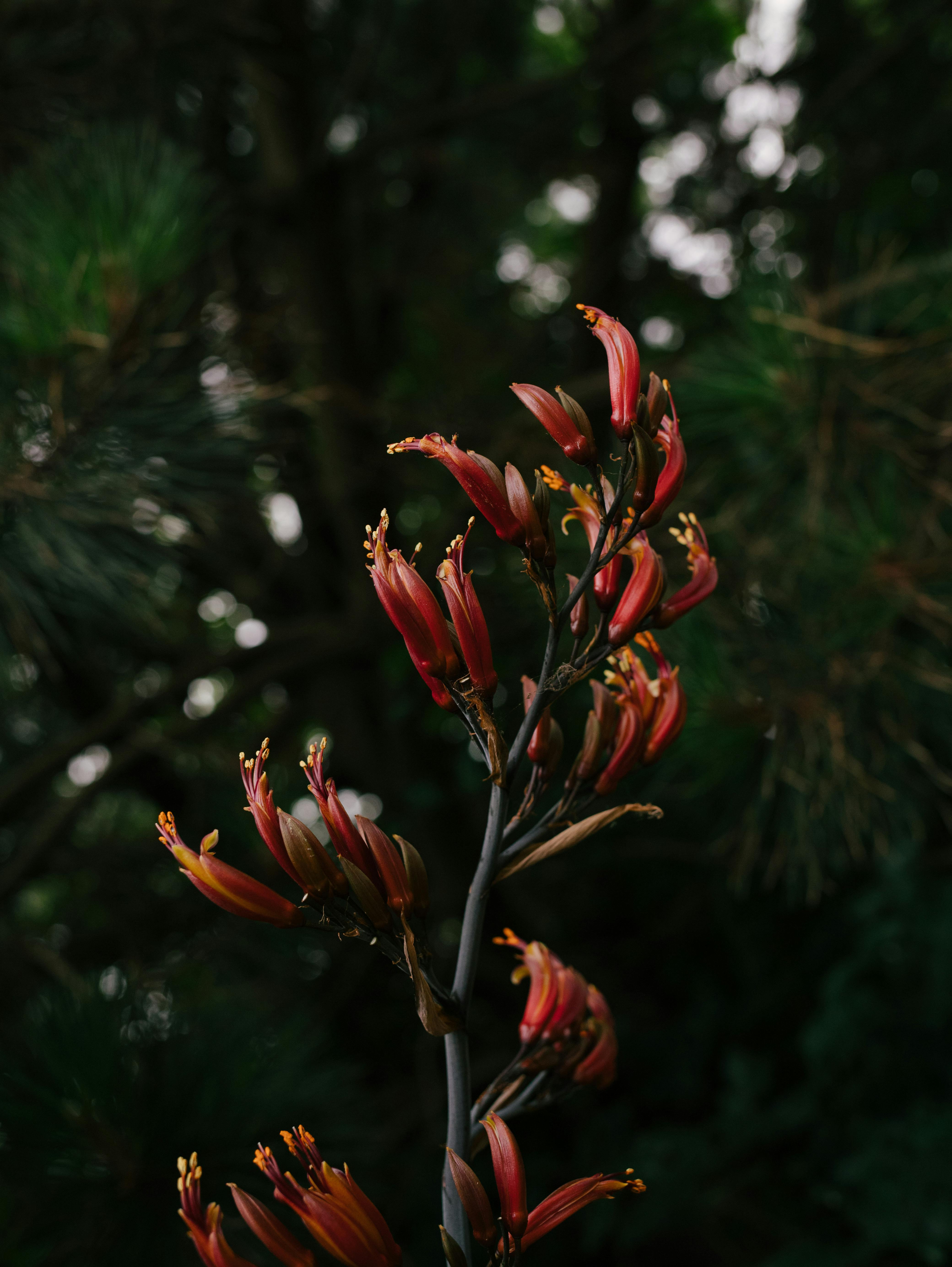 Close up of Red, Exotic Flowers · Free Stock Photo