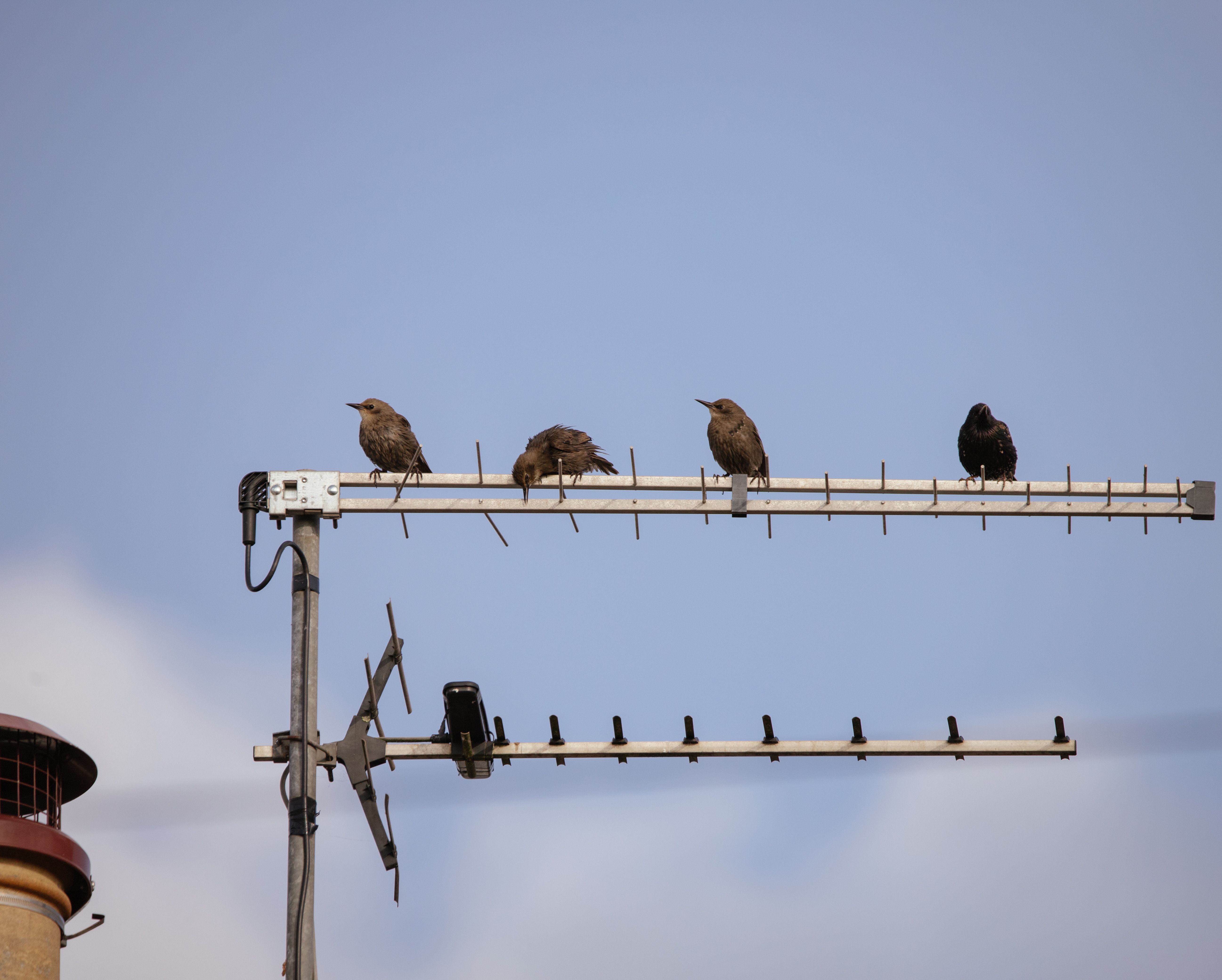 Birds Perching on Bar · Free Stock Photo