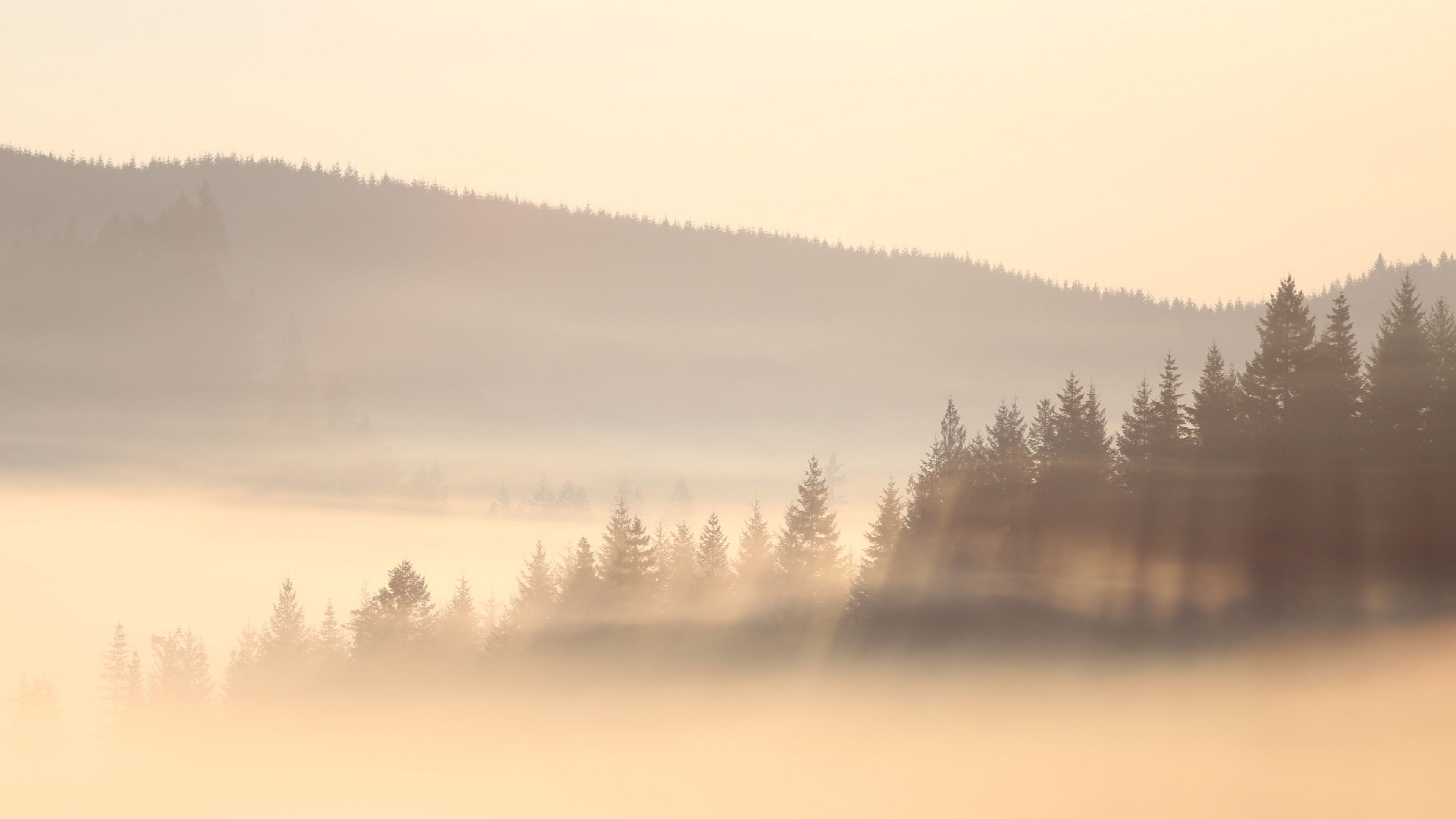 PNW foggy morning · Free Stock Photo