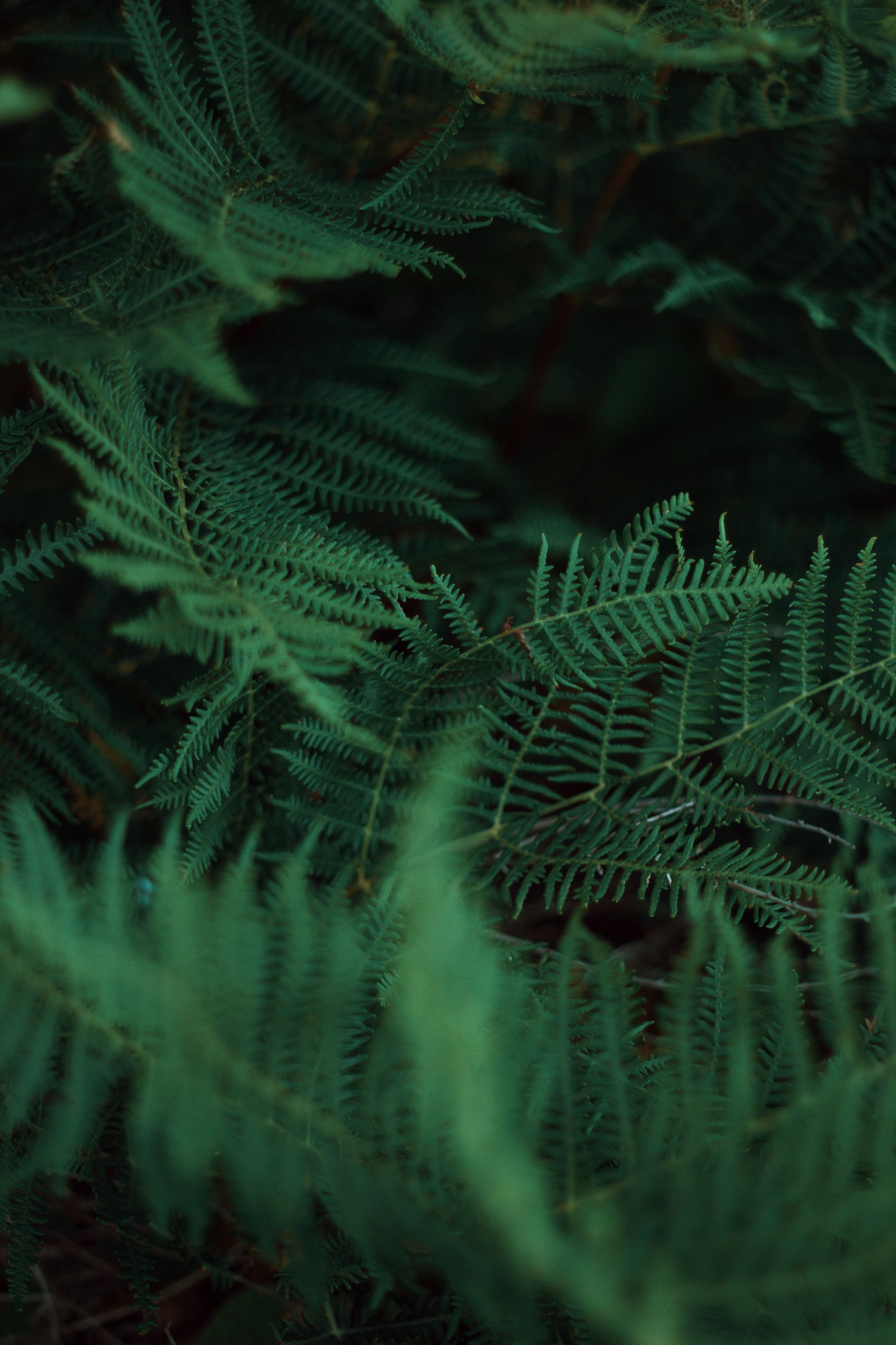 Overgrown Leaves of Plants on a Boardwalk · Free Stock Photo