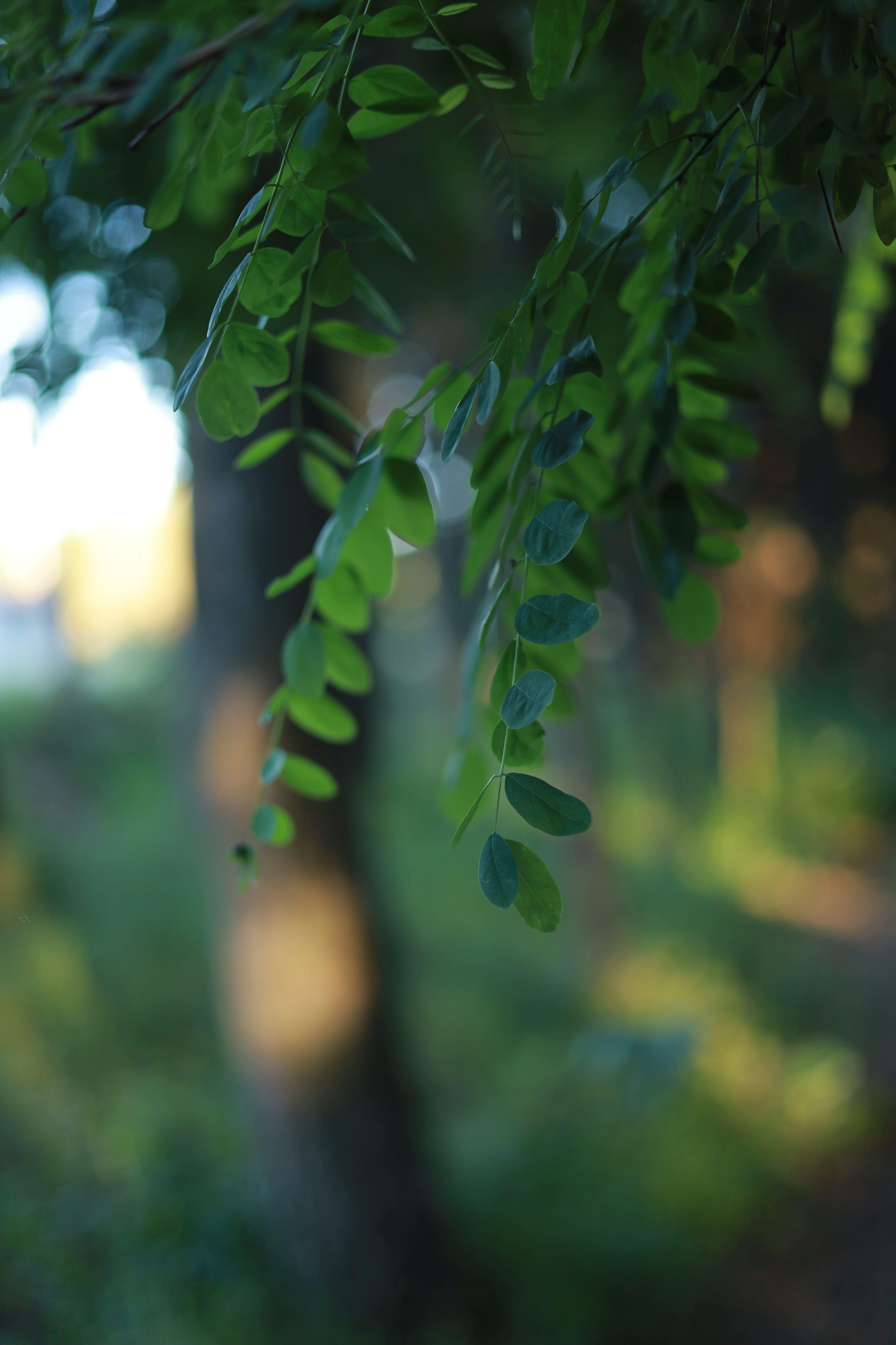 Hop Mimosa Photos, Download The BEST Free Hop Mimosa Stock Photos & HD ...