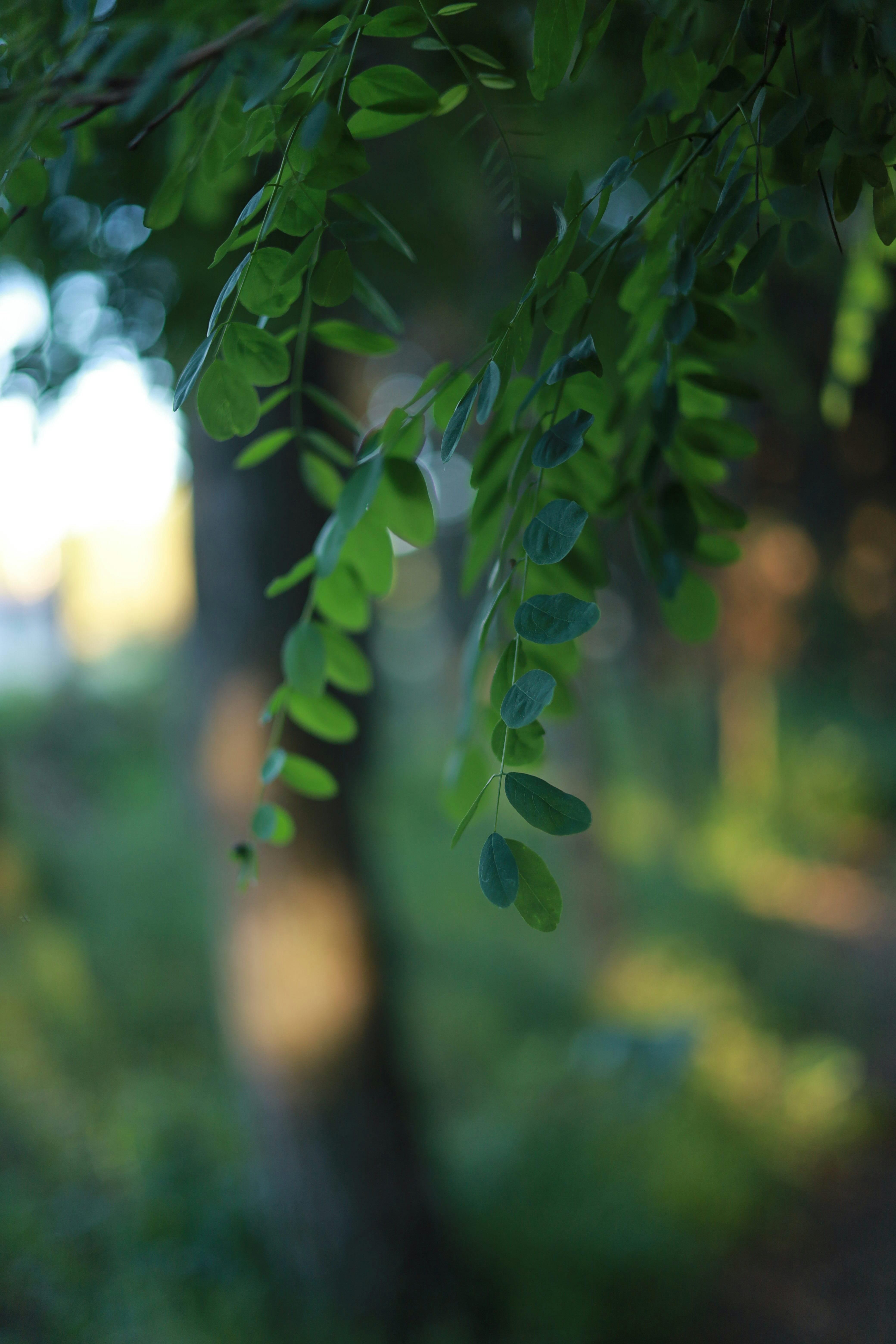 Hop Mimosa Photos, Download The BEST Free Hop Mimosa Stock Photos & HD ...