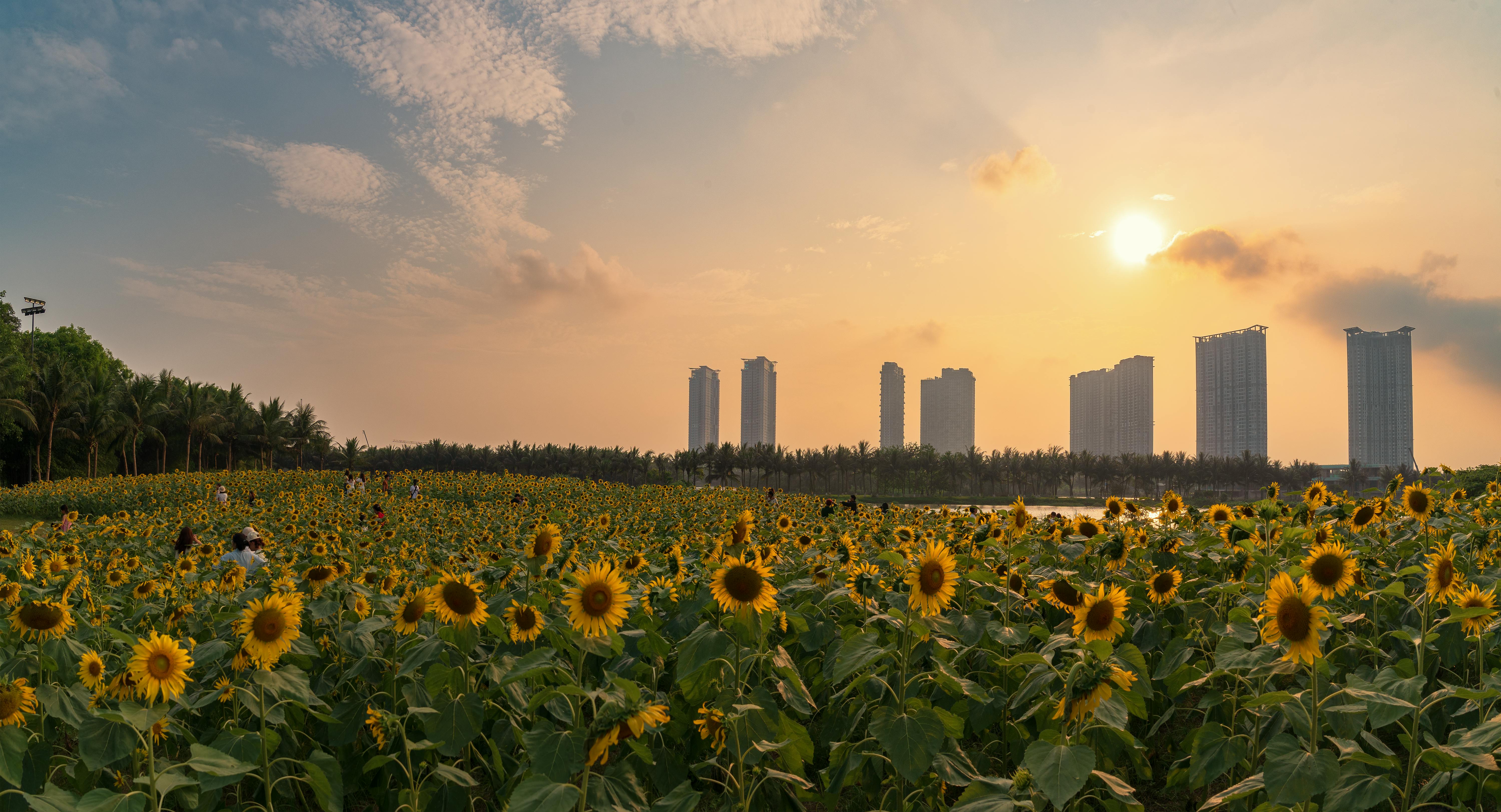 Linh Tran - fotografia