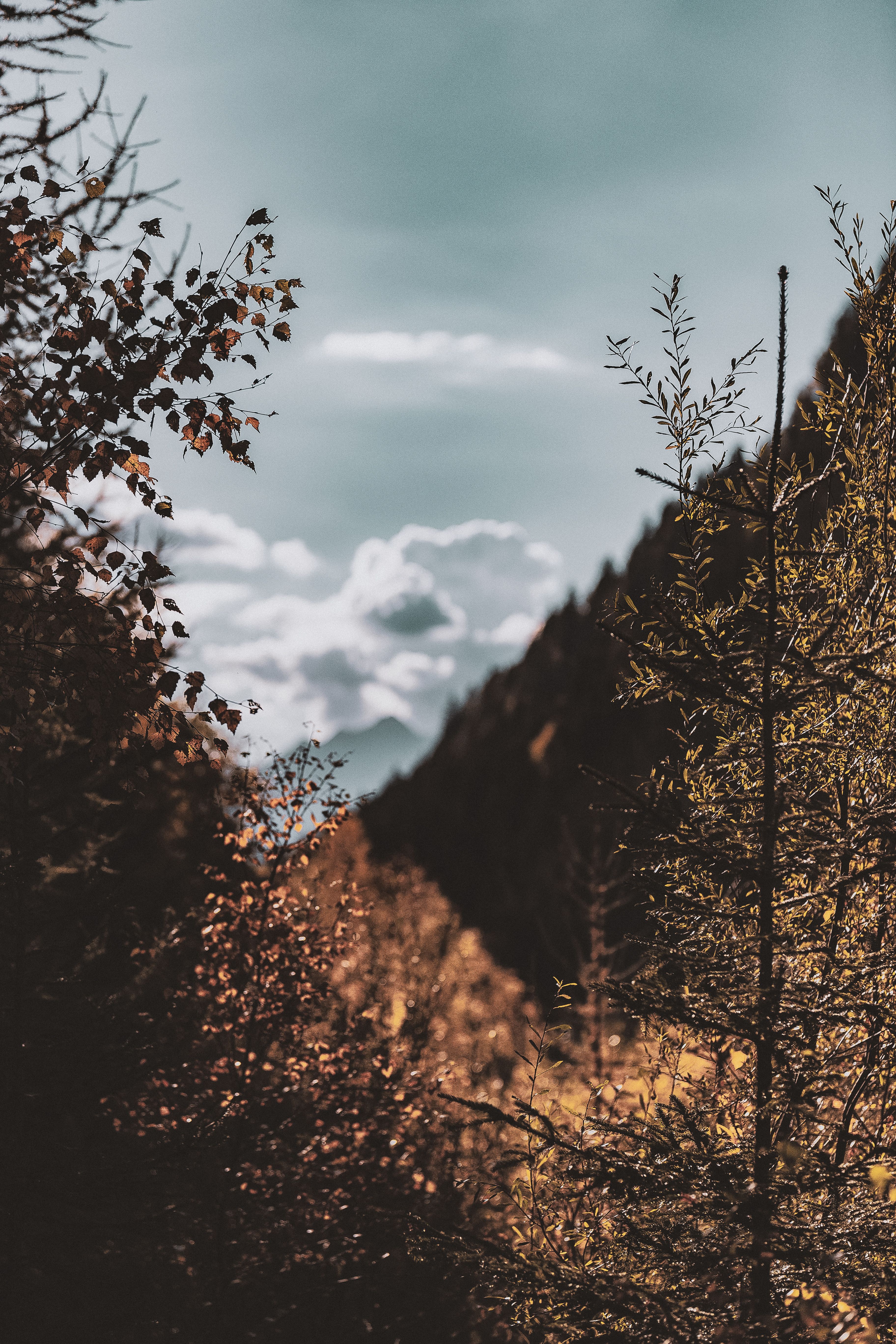 Gray Pathway Surrounded by Green Tress · Free Stock Photo