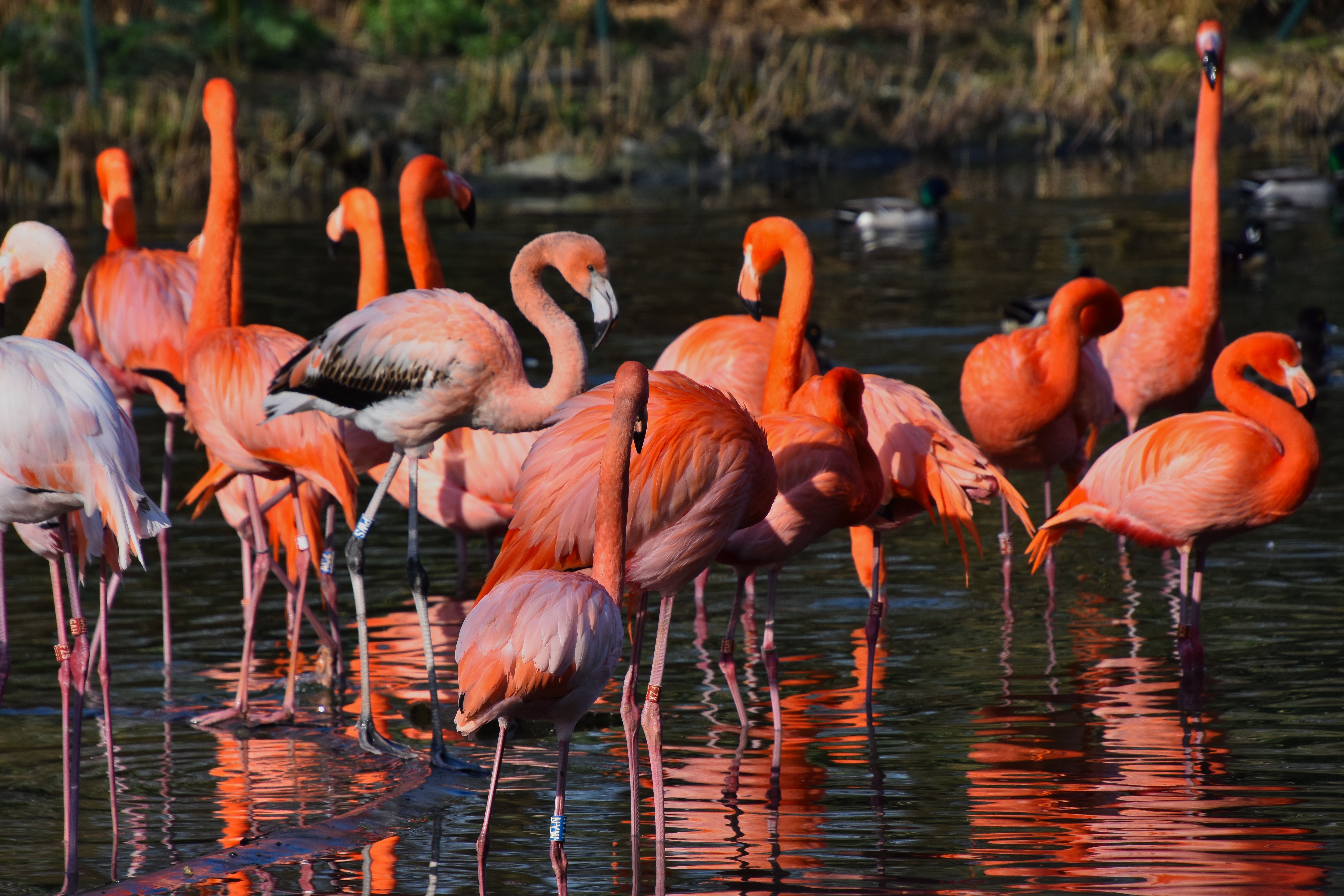 Flock of American Flamingo Birds Wading in Shallow Water · Free Stock Photo
