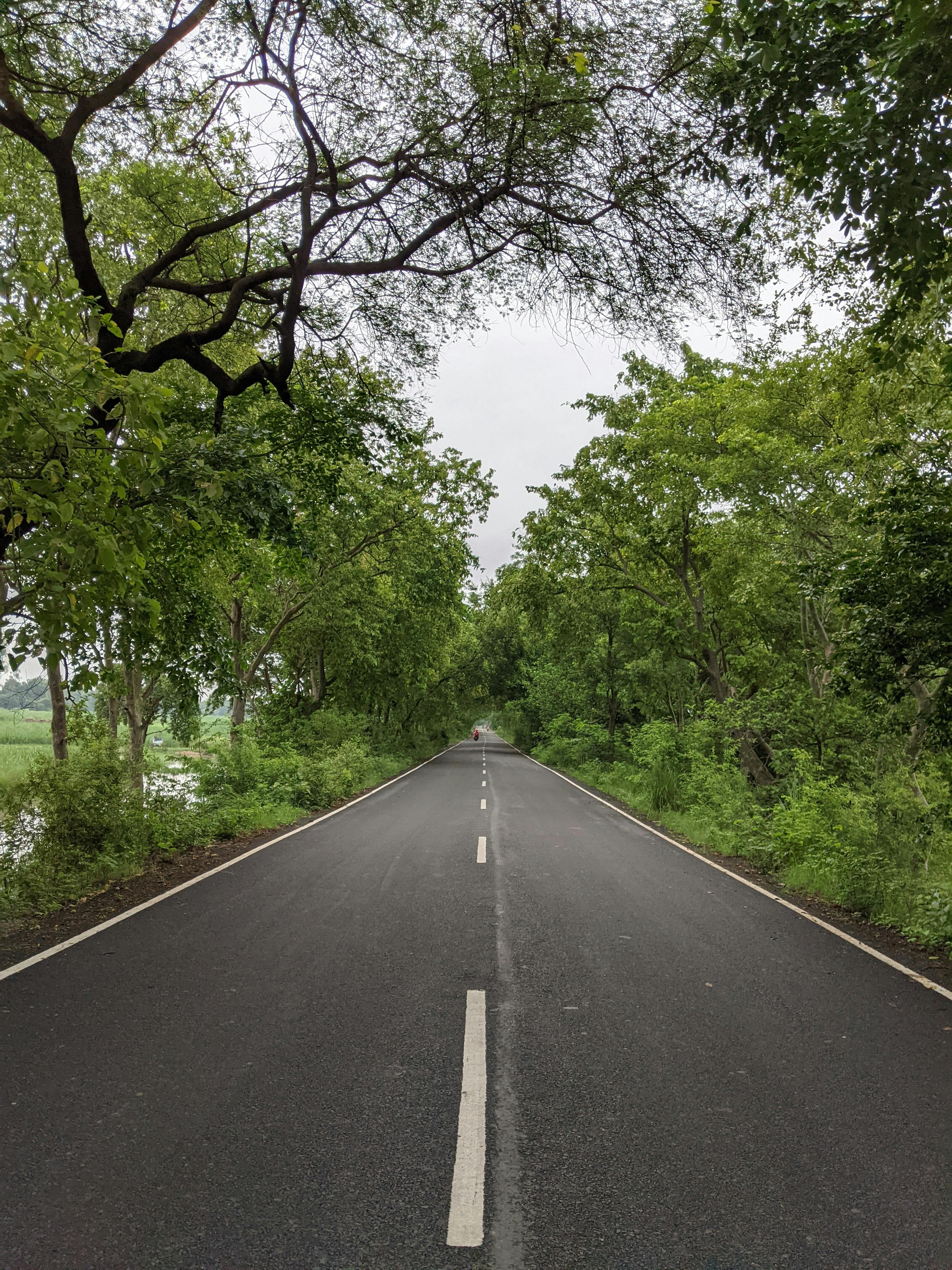 An Asphalt Road between Green Trees · Free Stock Photo